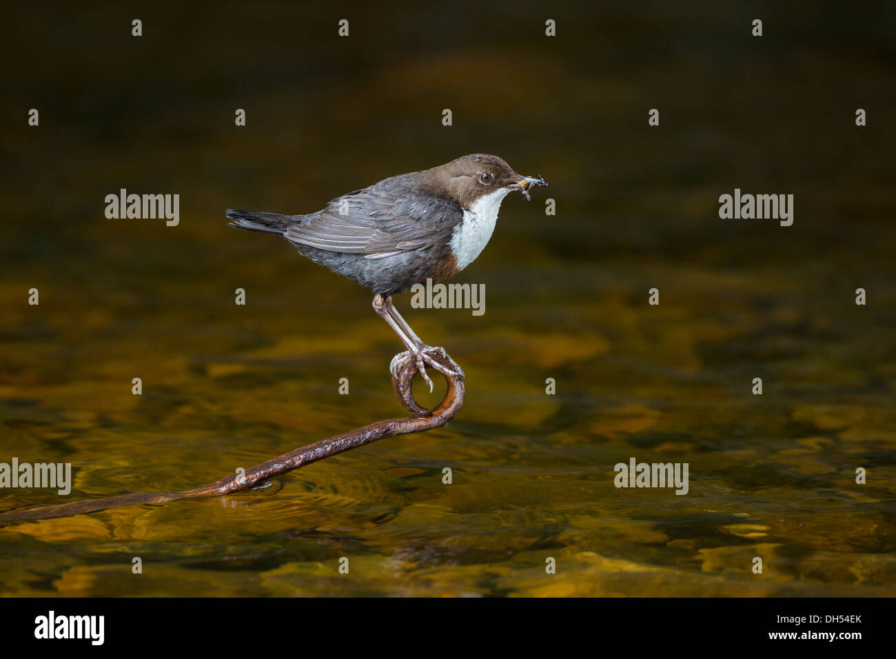 Juvenile dipper feeding hi-res stock photography and images - Alamy