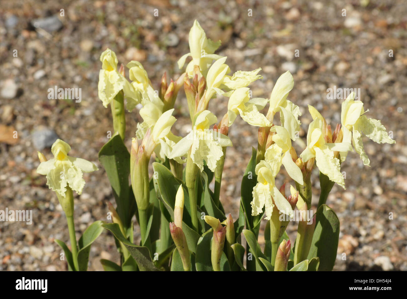 Roscoea hi-res stock photography and images - Alamy