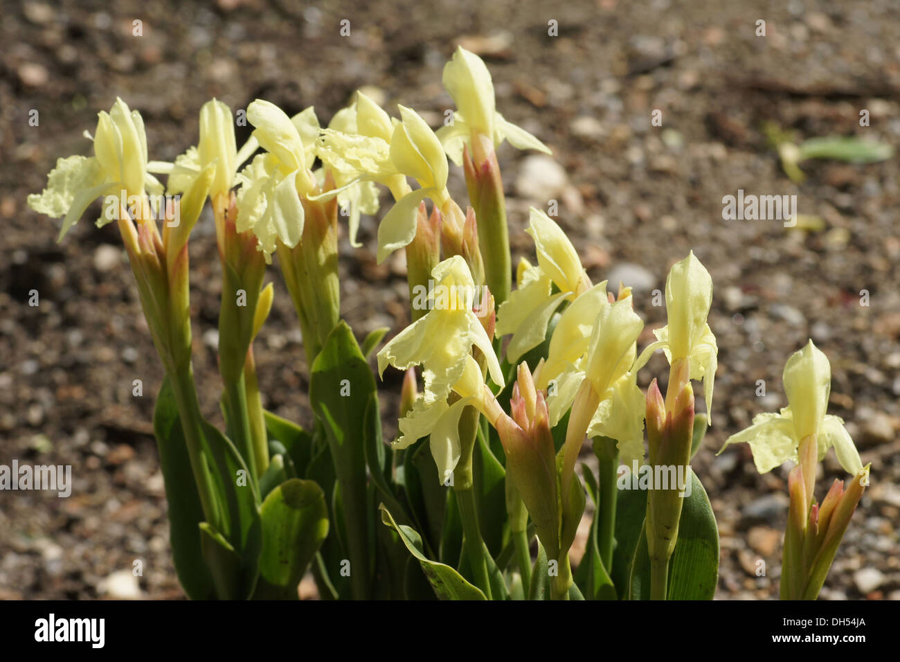 Roscoea hi-res stock photography and images - Alamy