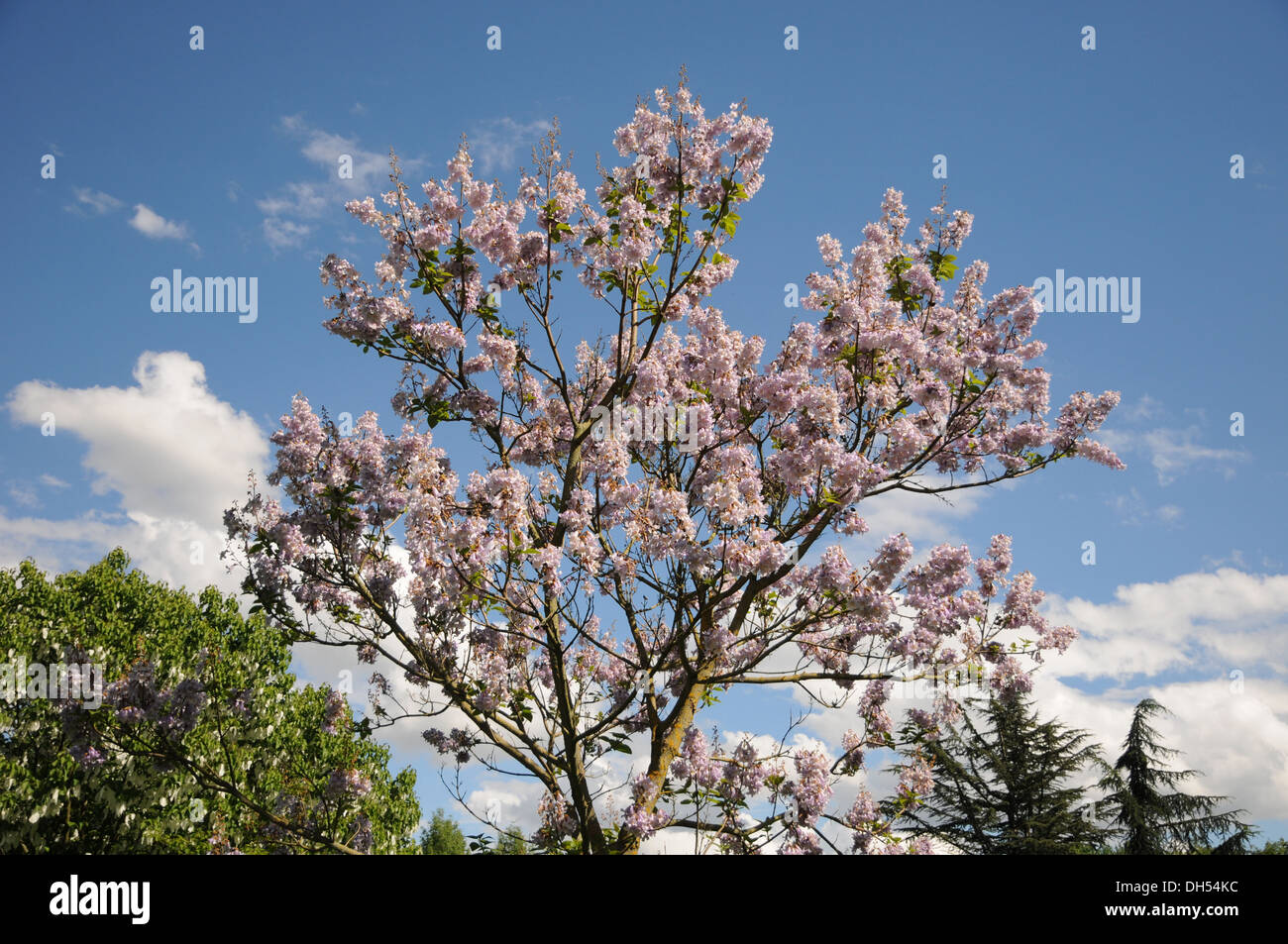 Empress tree hi-res stock photography and images - Alamy