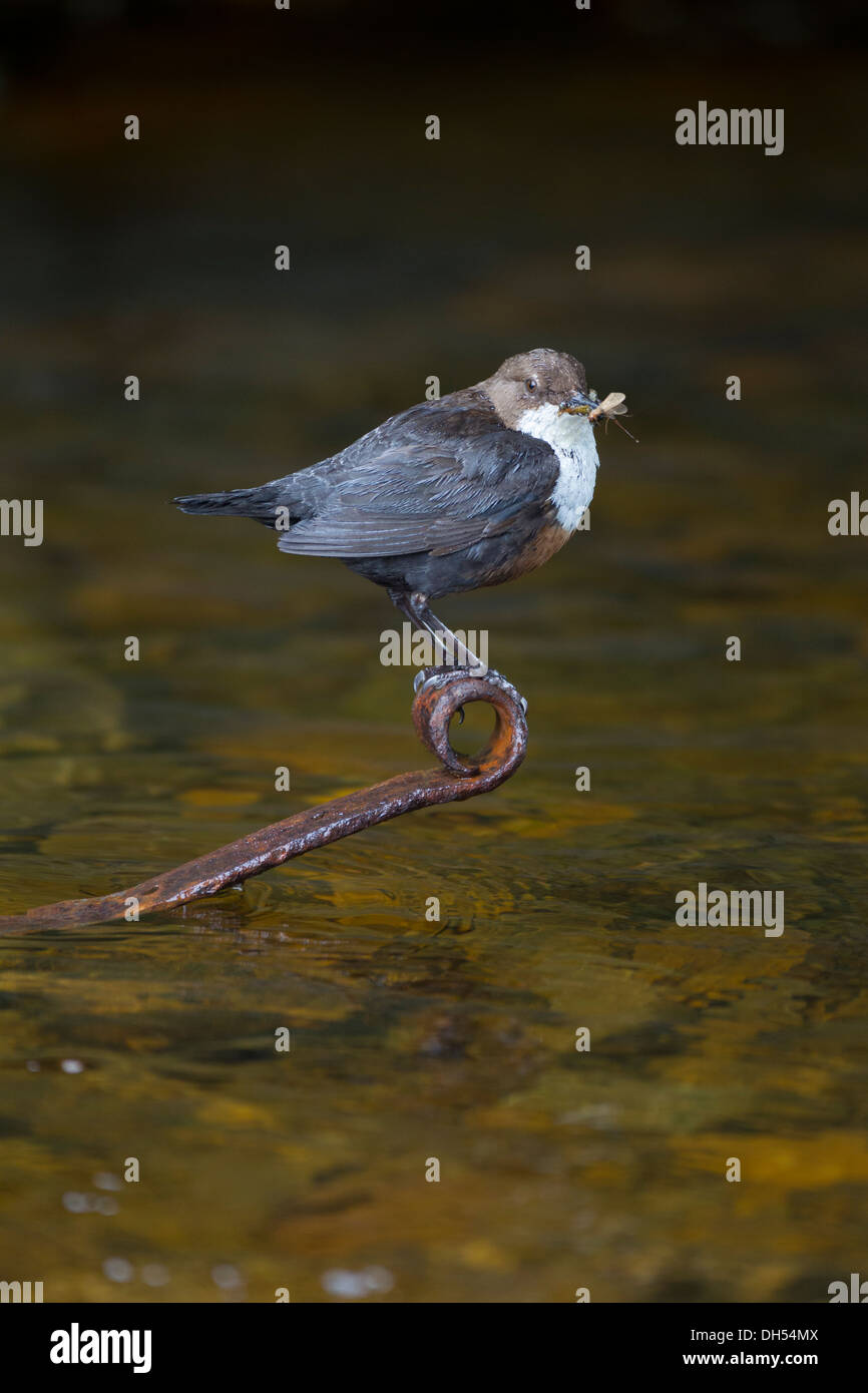European, white throated, Dipper (cinclus cinclus) feeding on caddis ...
