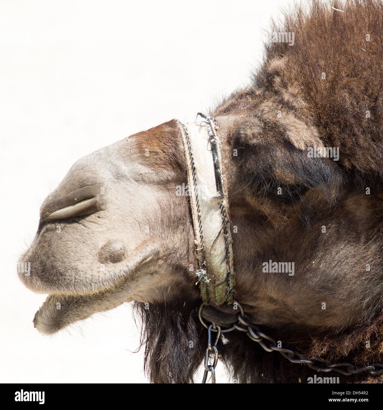 Camel head hi-res stock photography and images - Alamy