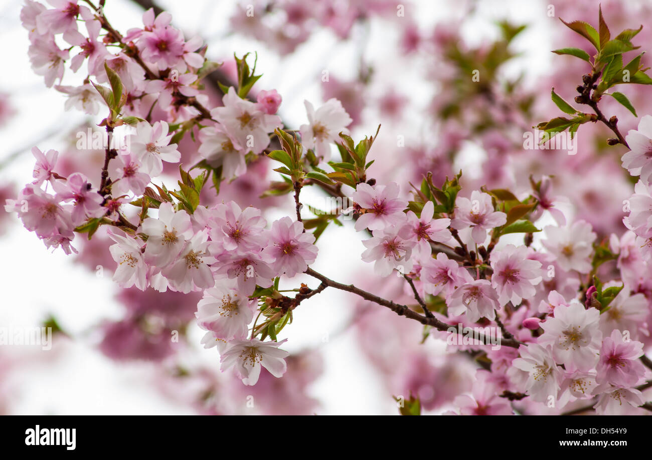 Sky full of cherry blossoms on spring tree Stock Photo - Alamy