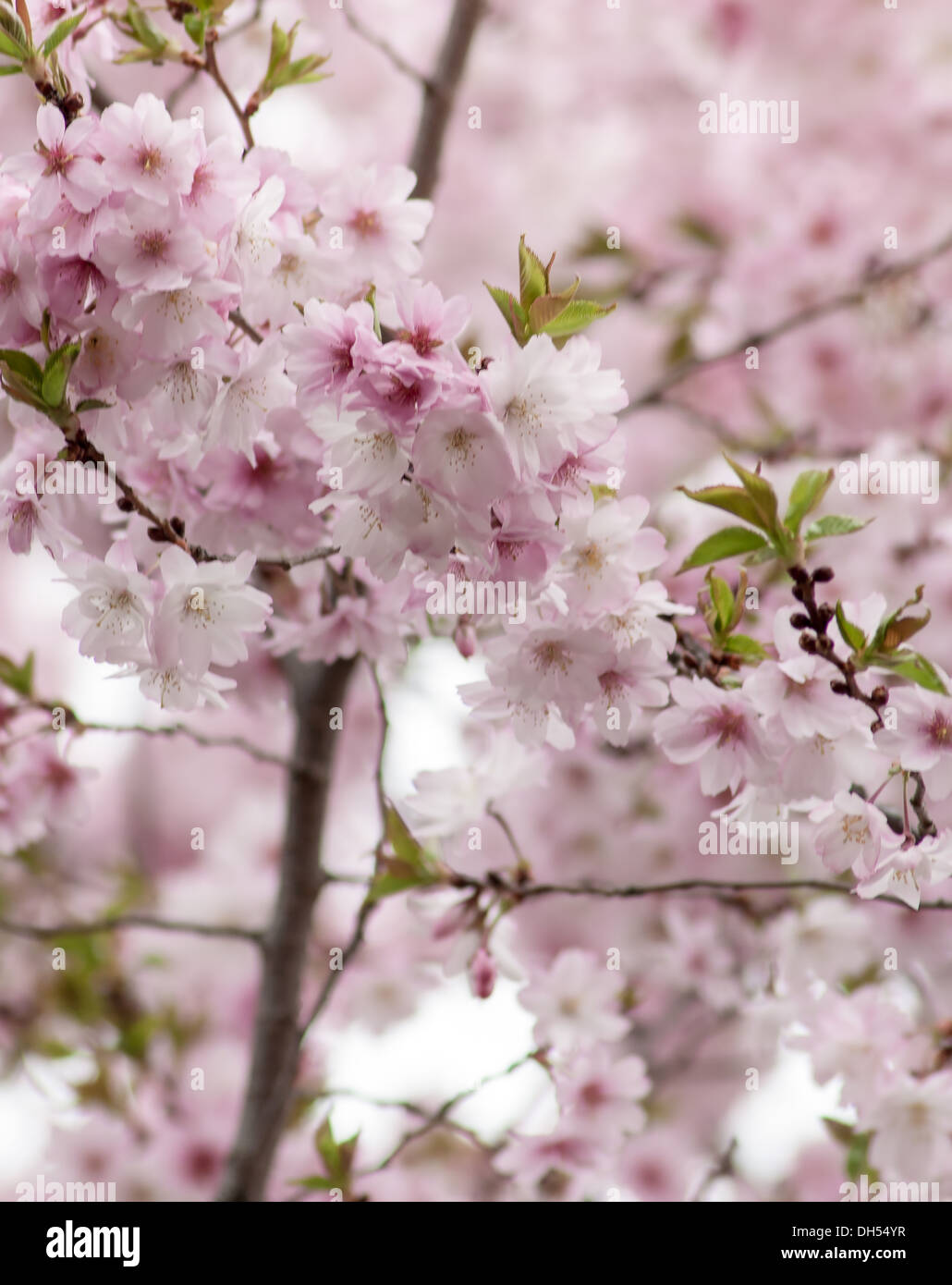 Sky full of cherry blossoms on spring tree Stock Photo - Alamy