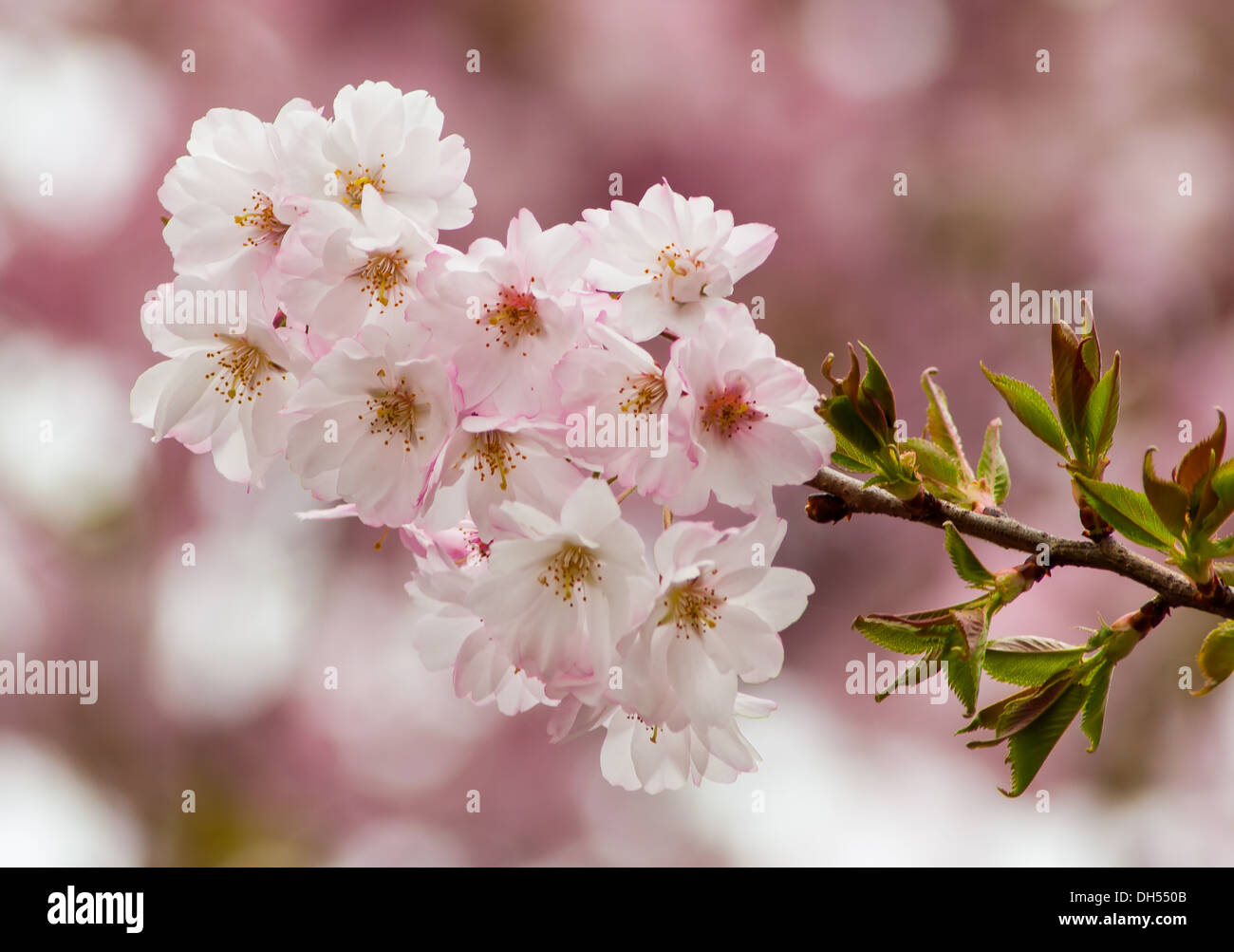 Mini cherry blossom flowers on tree branches in spring Stock Photo - Alamy