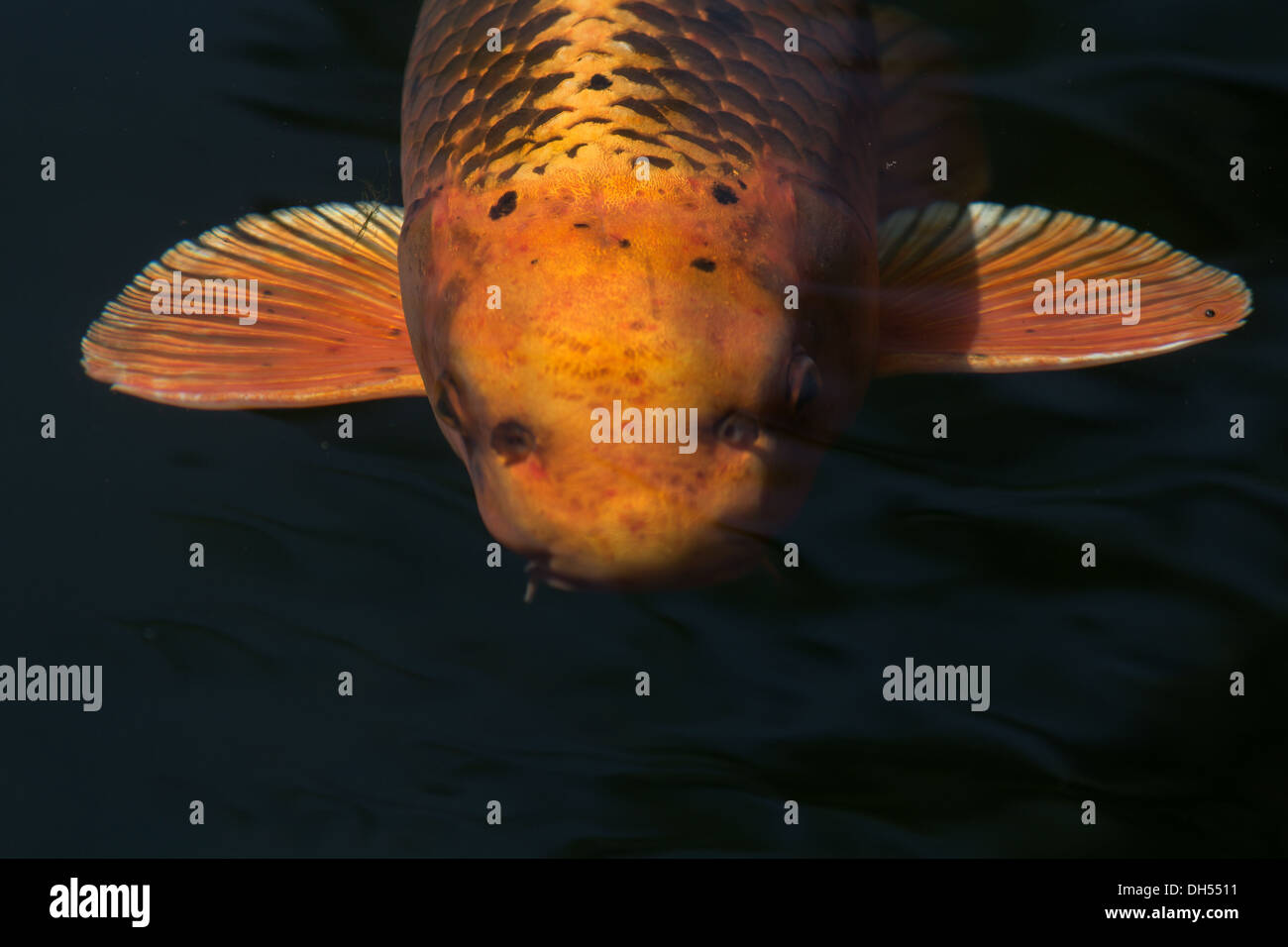 Koi karpfen hi-res stock photography and images - Alamy