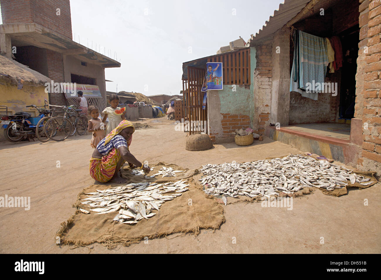 Tribal woman drying fish, Orissa, India Stock Photo - Alamy