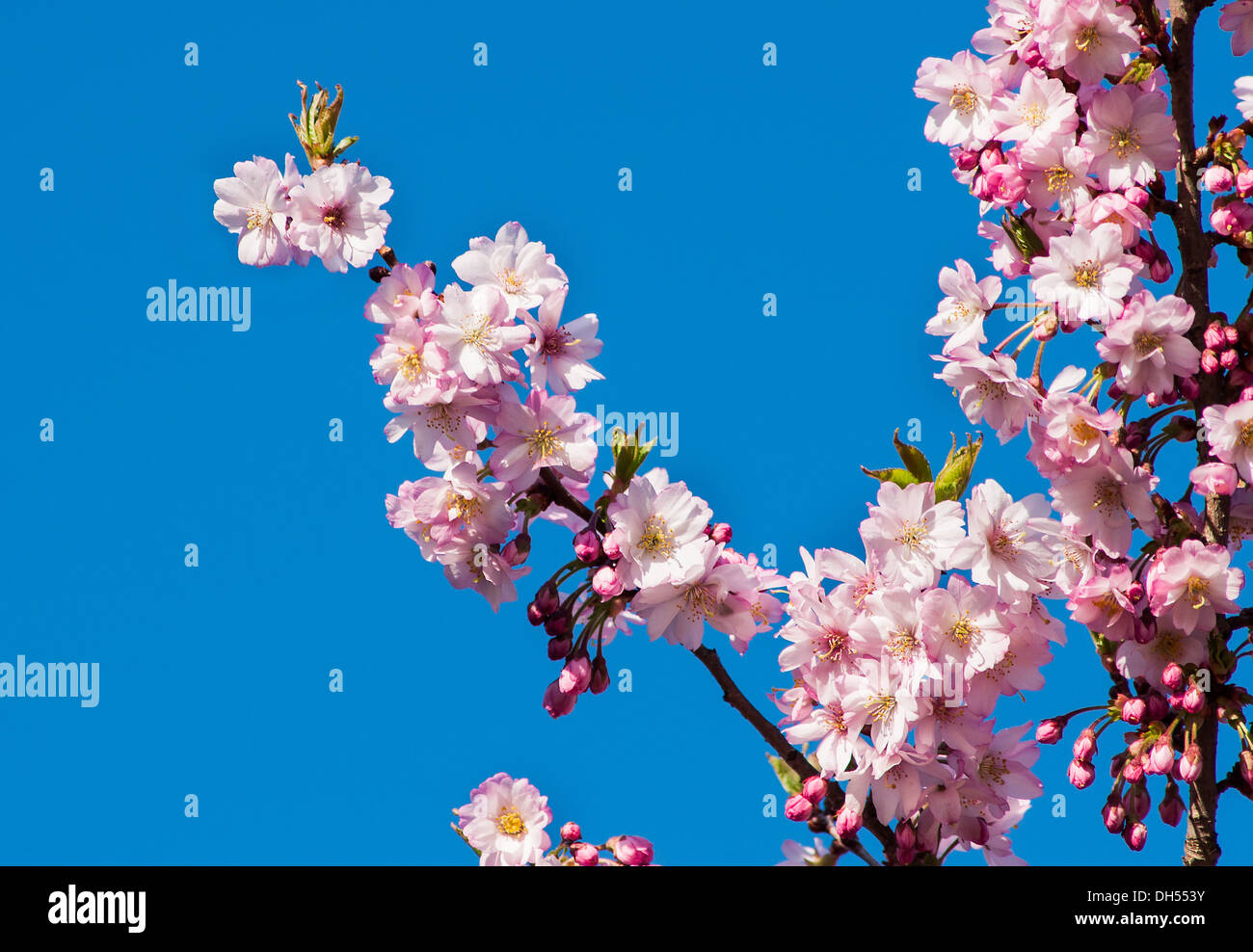 Mini cherry blossom flowers hi-res stock photography and images - Alamy