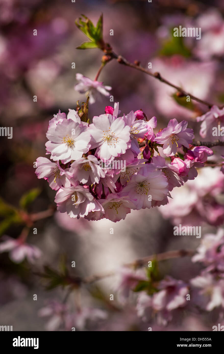 Mini cherry blossom flowers on tree branches in spring Stock Photo - Alamy