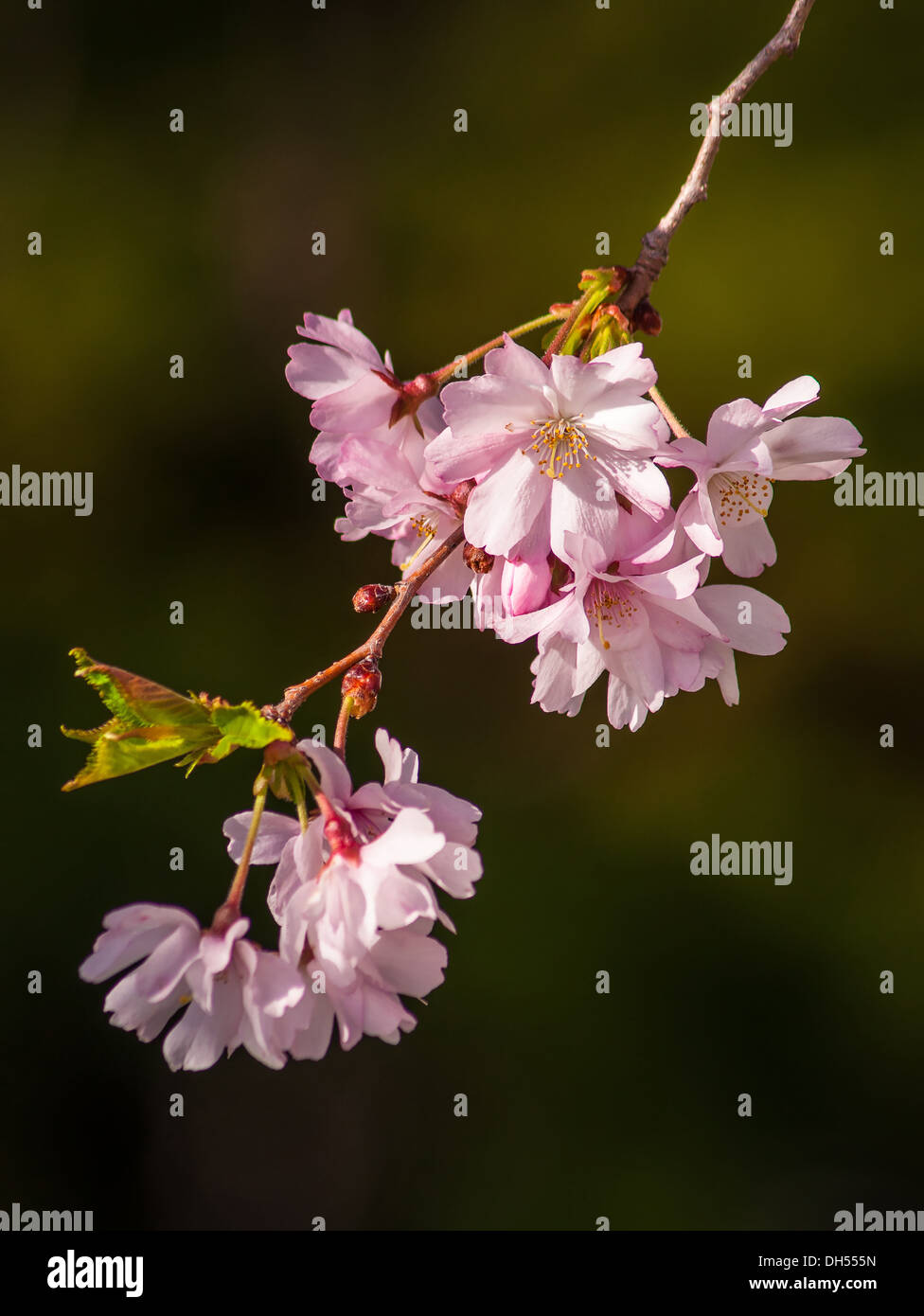 Mini cherry blossom flowers hi-res stock photography and images - Alamy
