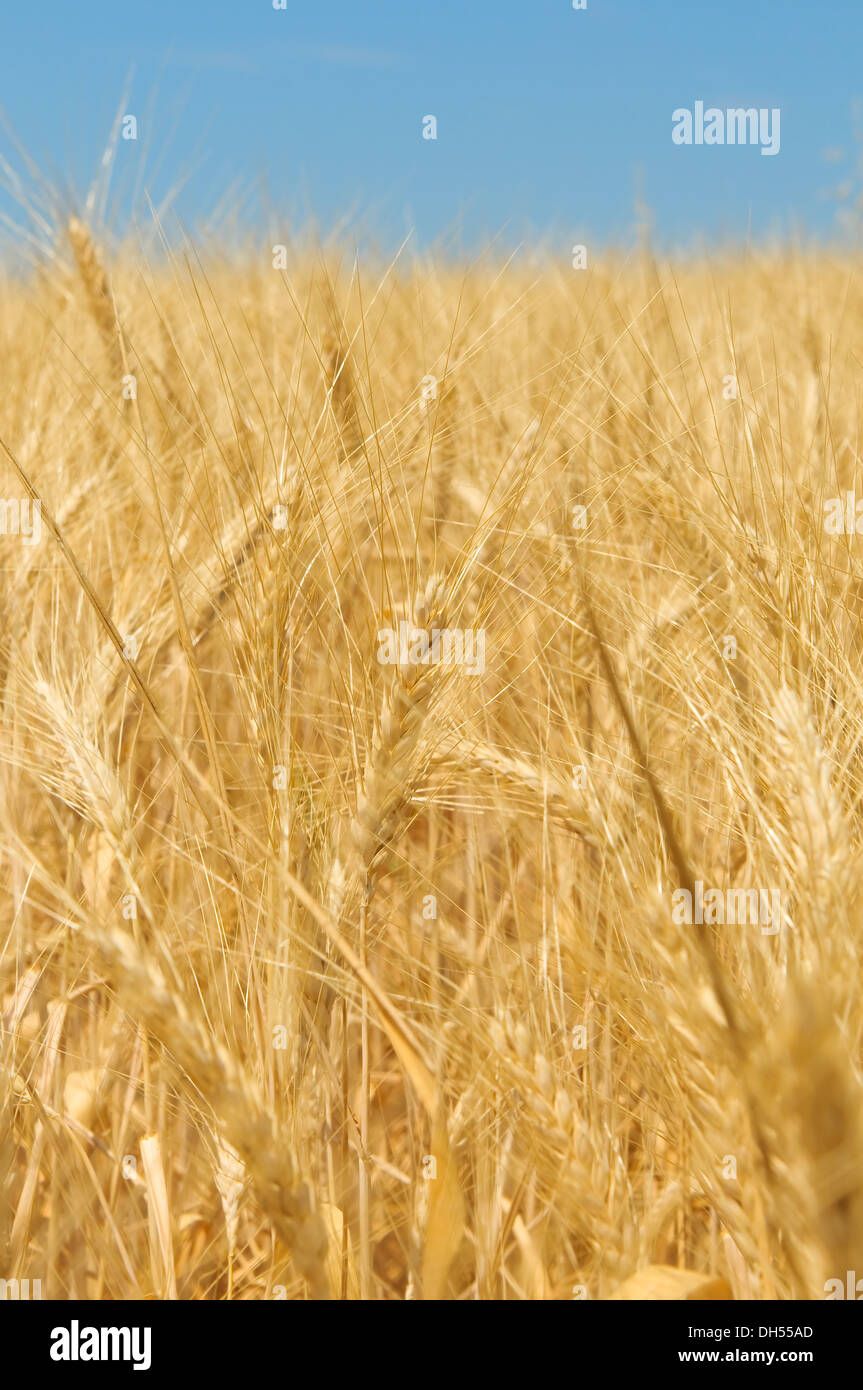Reaping the wheat hi-res stock photography and images - Alamy
