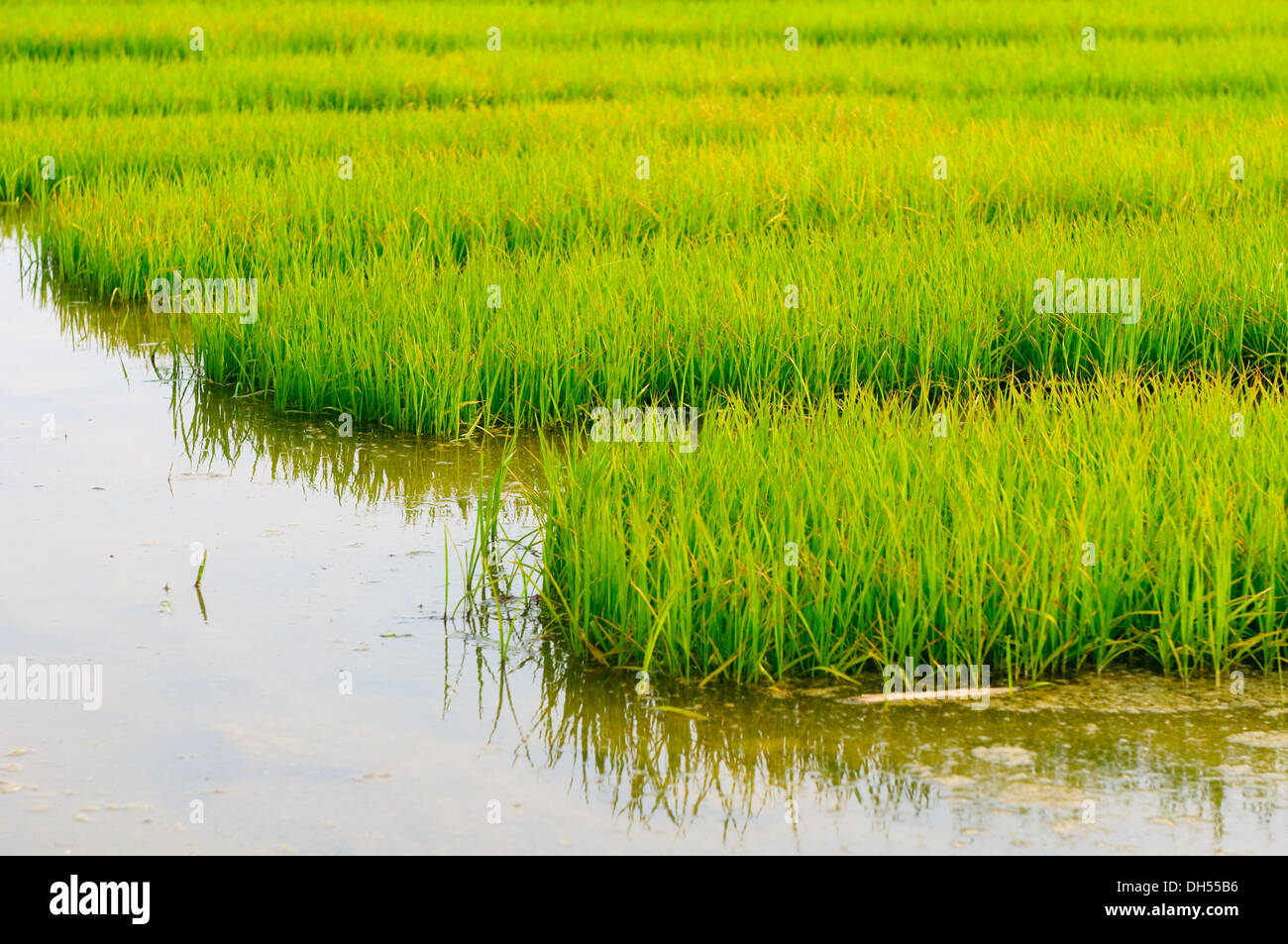 Traditional rice field hi-res stock photography and images - Alamy