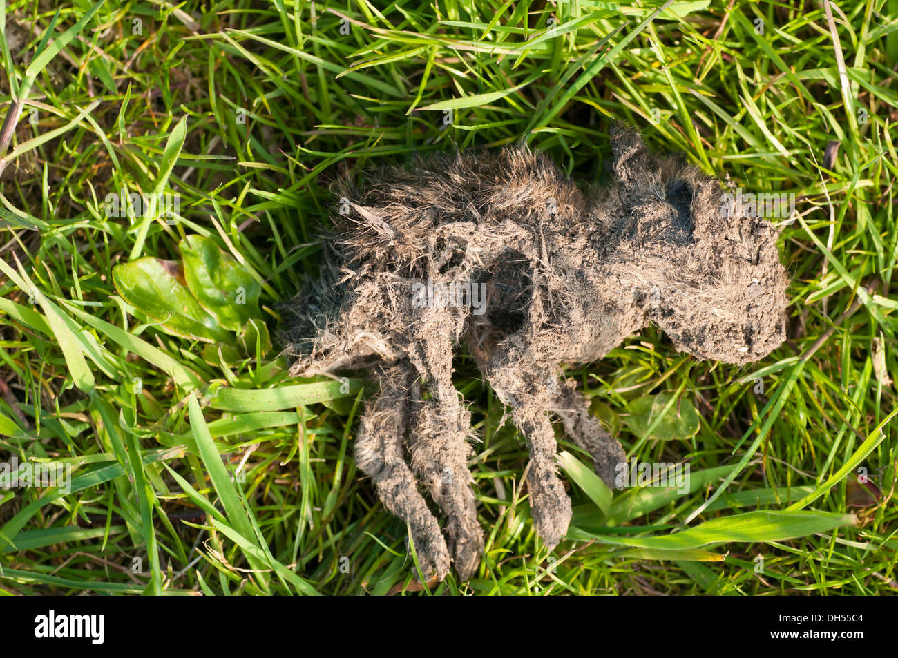 Leveret hi-res stock photography and images - Alamy