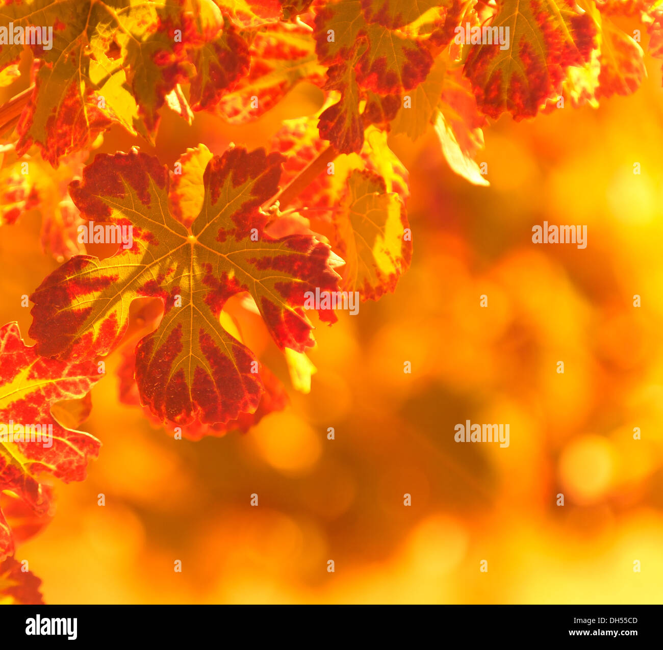 Vine leaves color hi-res stock photography and images - Alamy