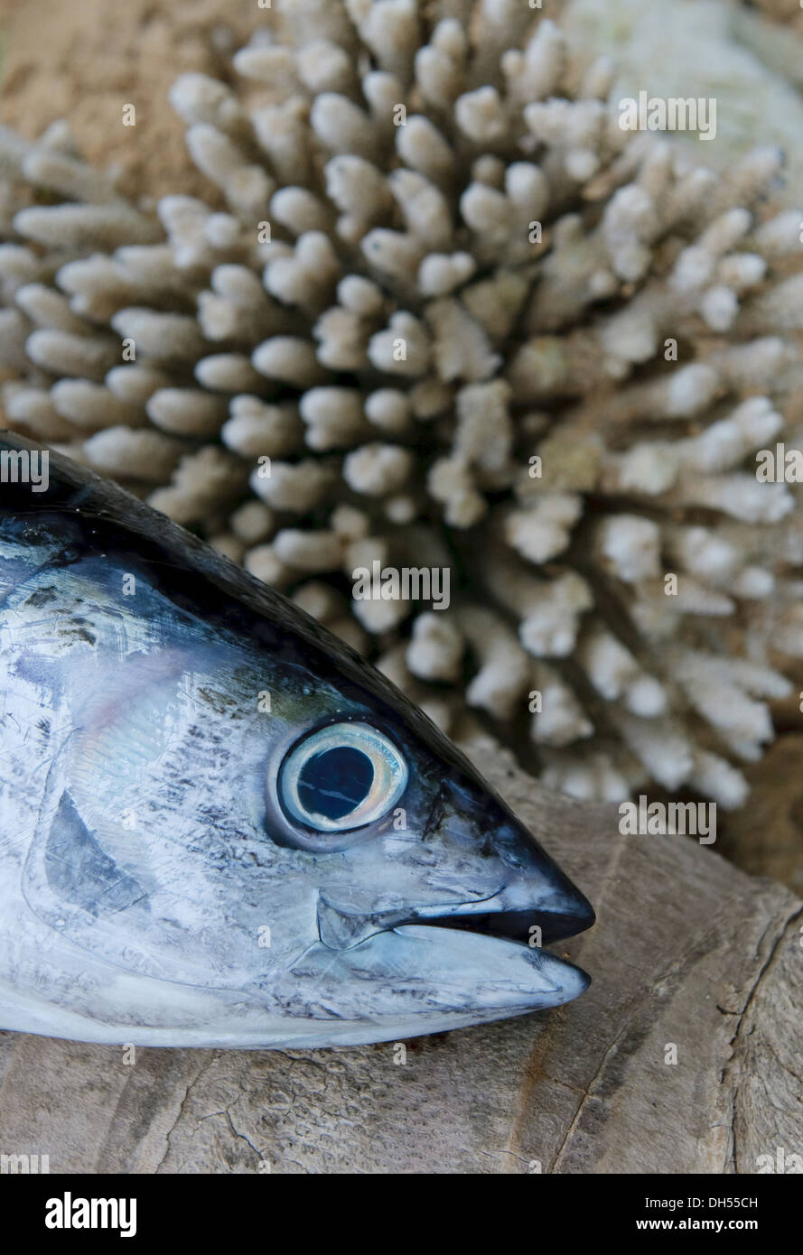 head of tuna fish Stock Photo - Alamy