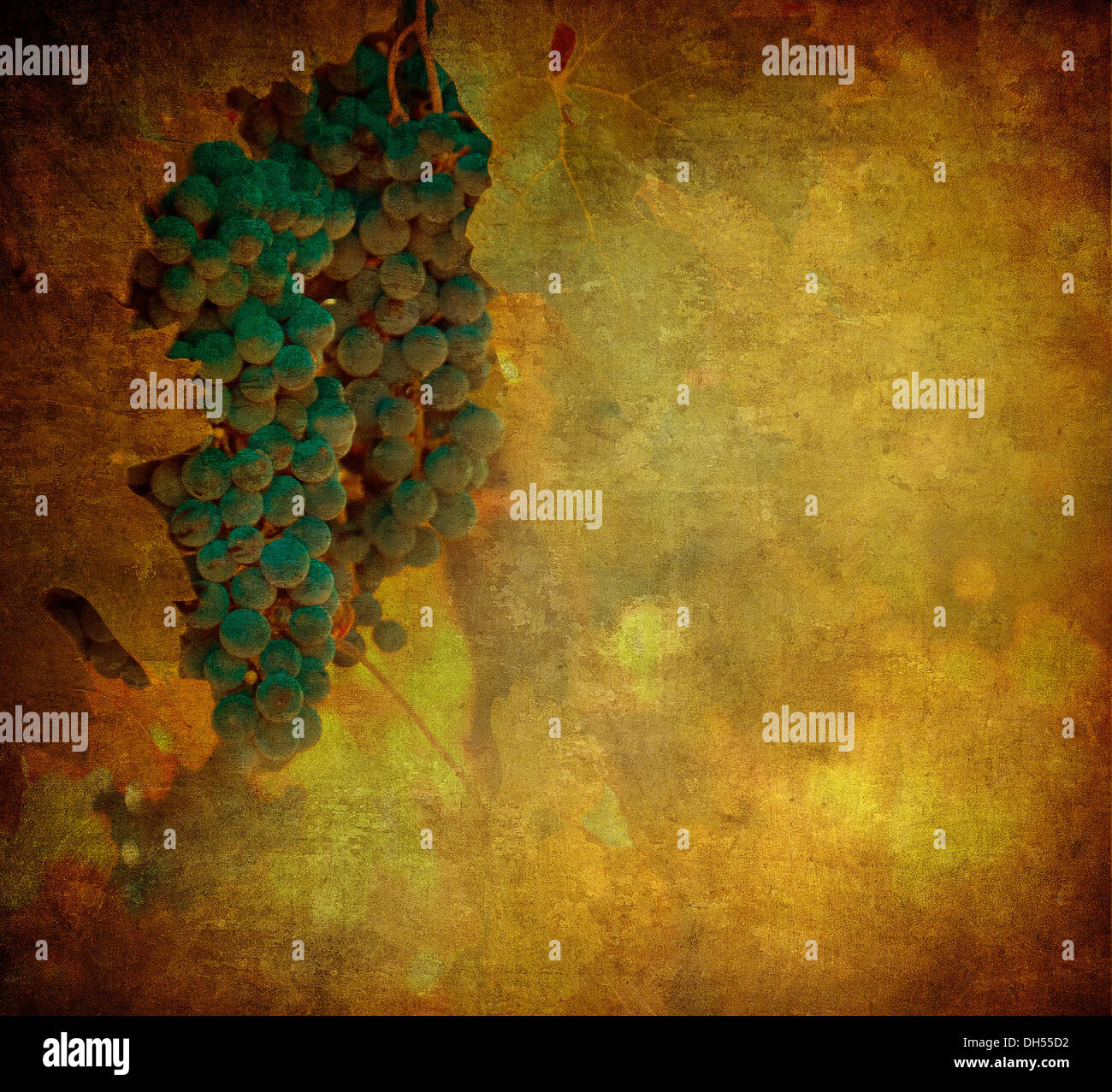 vintage image of grape Stock Photo - Alamy