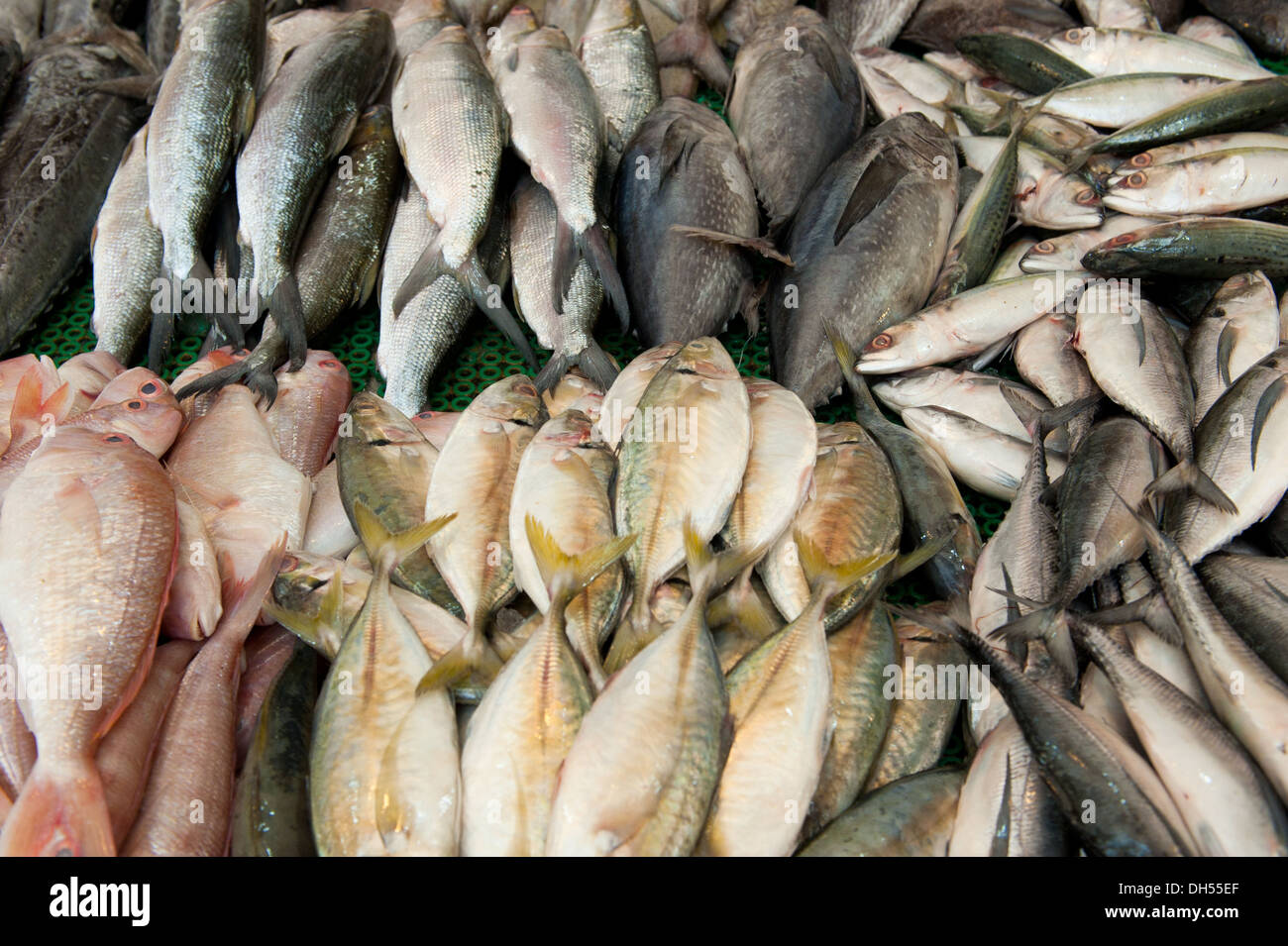 fresh fish at a fish market Stock Photo - Alamy