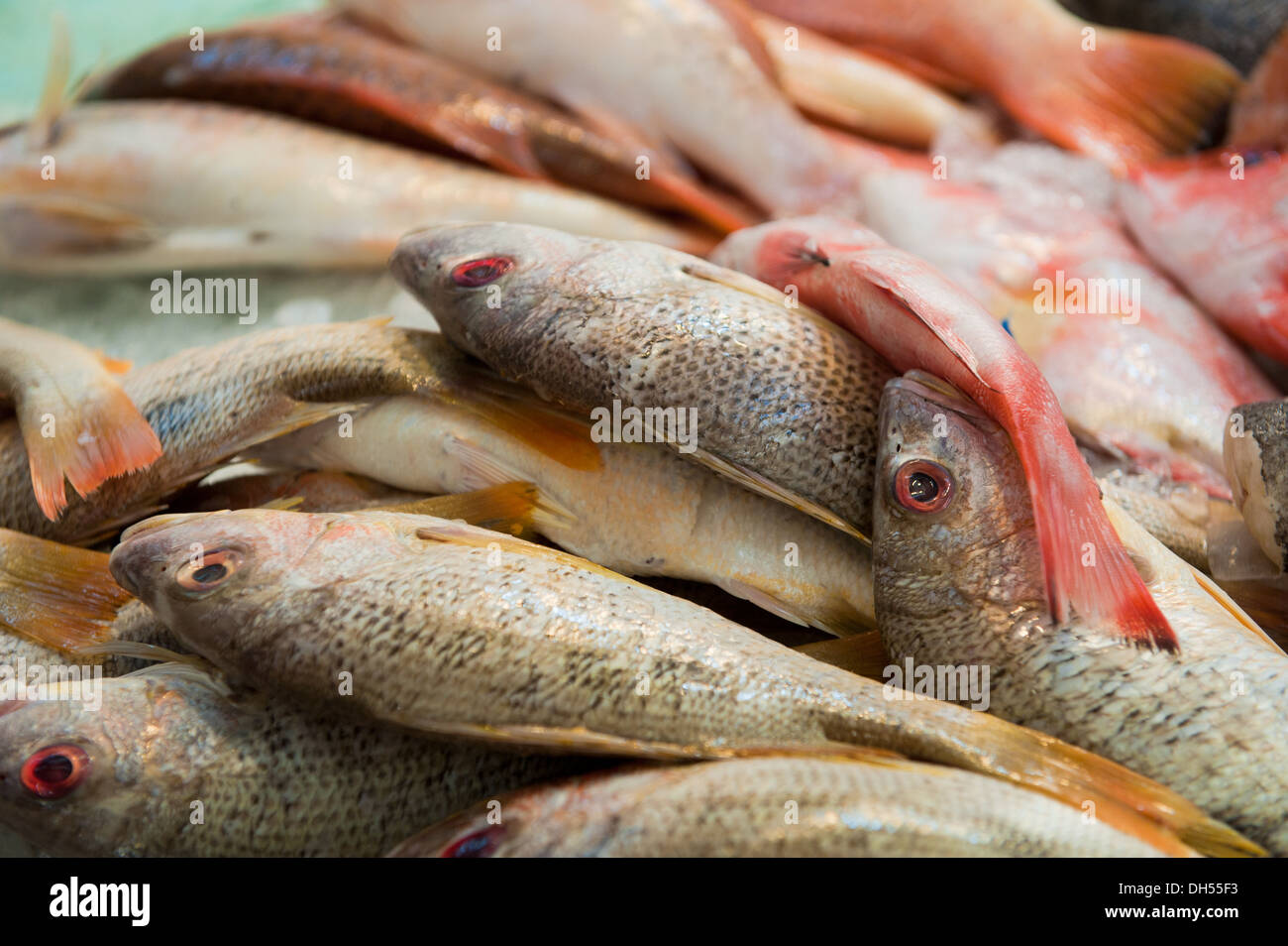 fresh fish at a fish market Stock Photo - Alamy