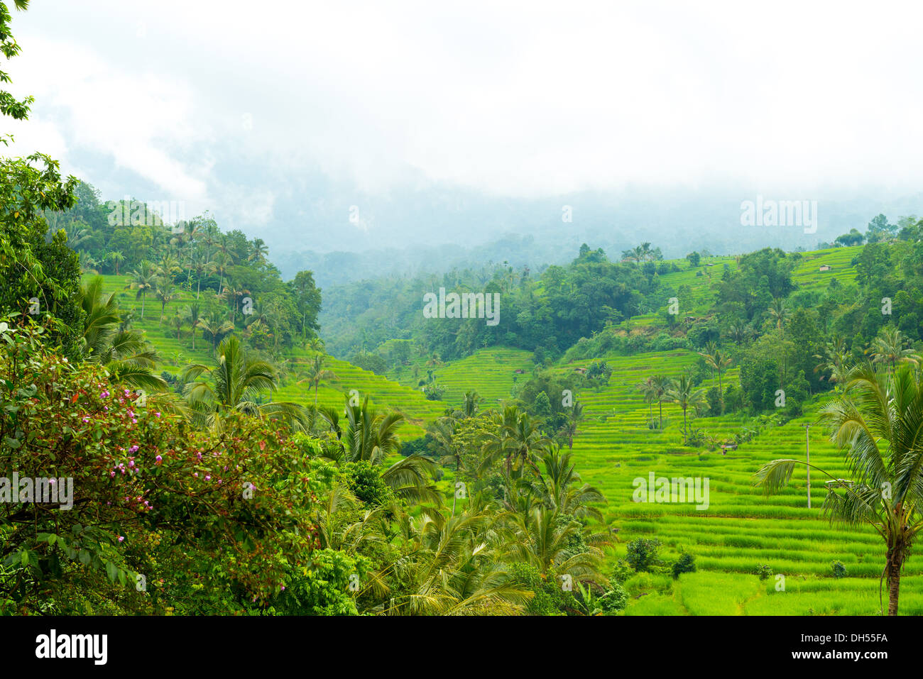 Rice paddies of Bali on the cloudy overcast day with a little rain ...