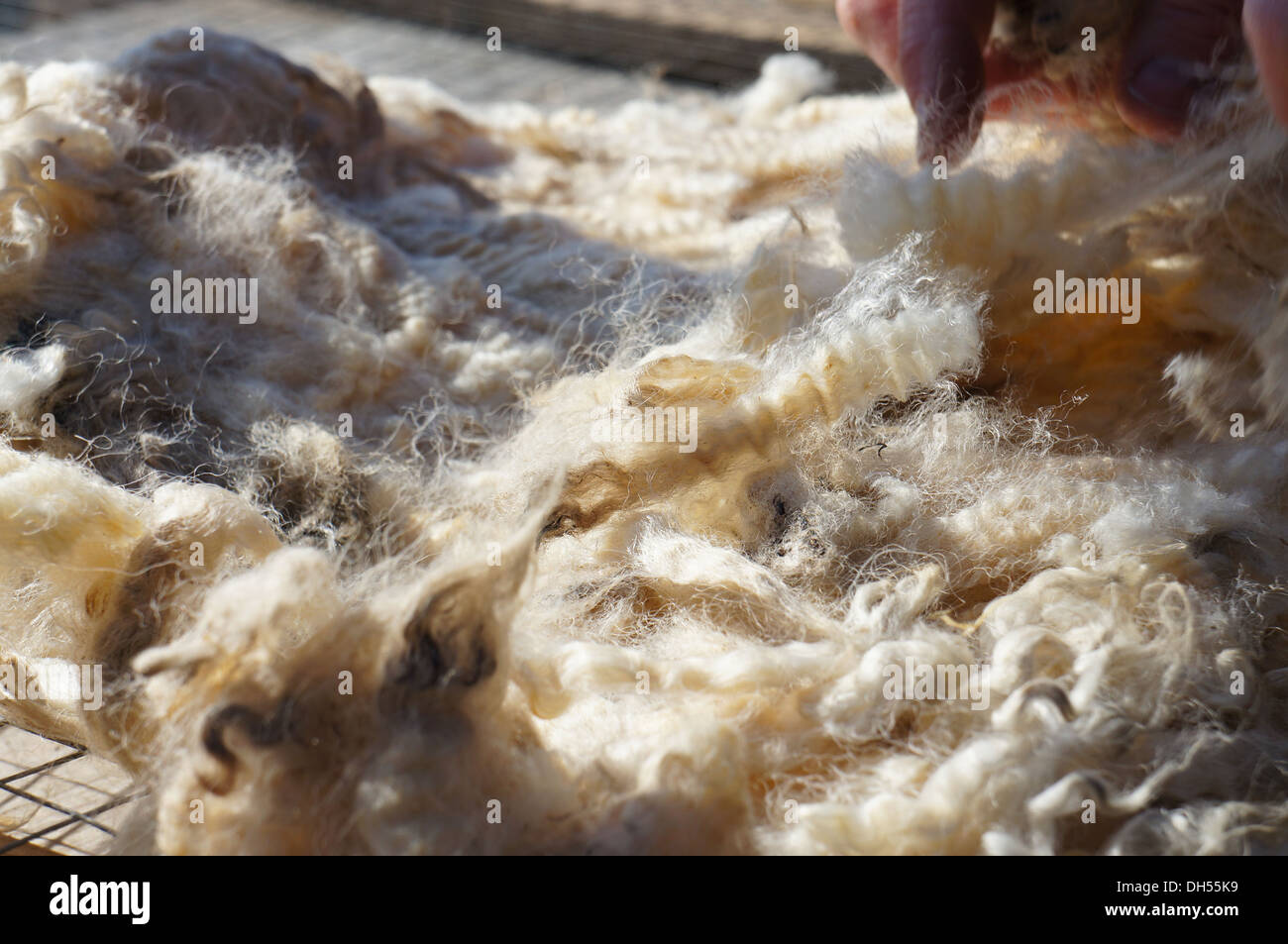 Clean wool from rummage Stock Photo - Alamy