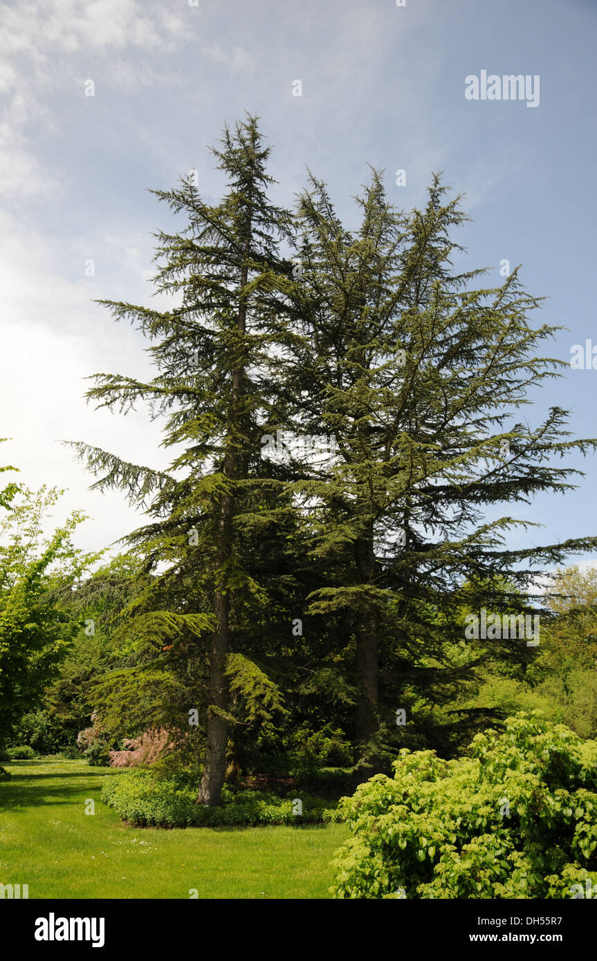 Cedrus libani libanonzeder cedar lebanon hi-res stock photography and ...
