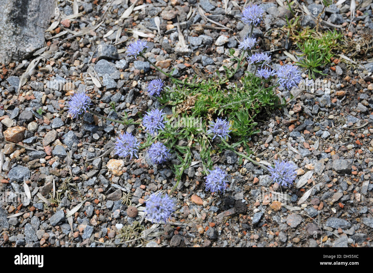 Sheep's bit hi-res stock photography and images - Alamy