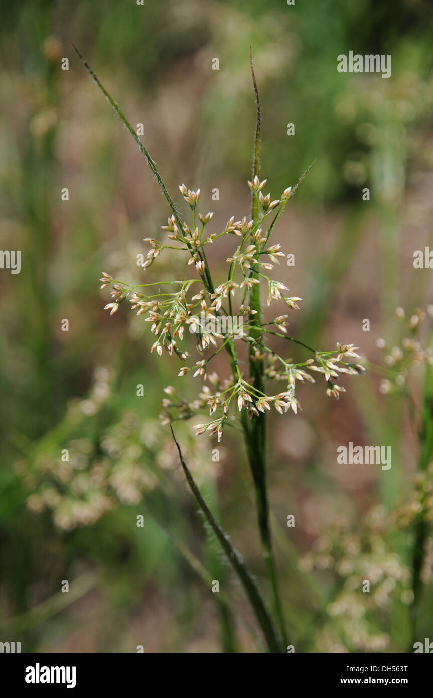 White rush hi-res stock photography and images - Alamy