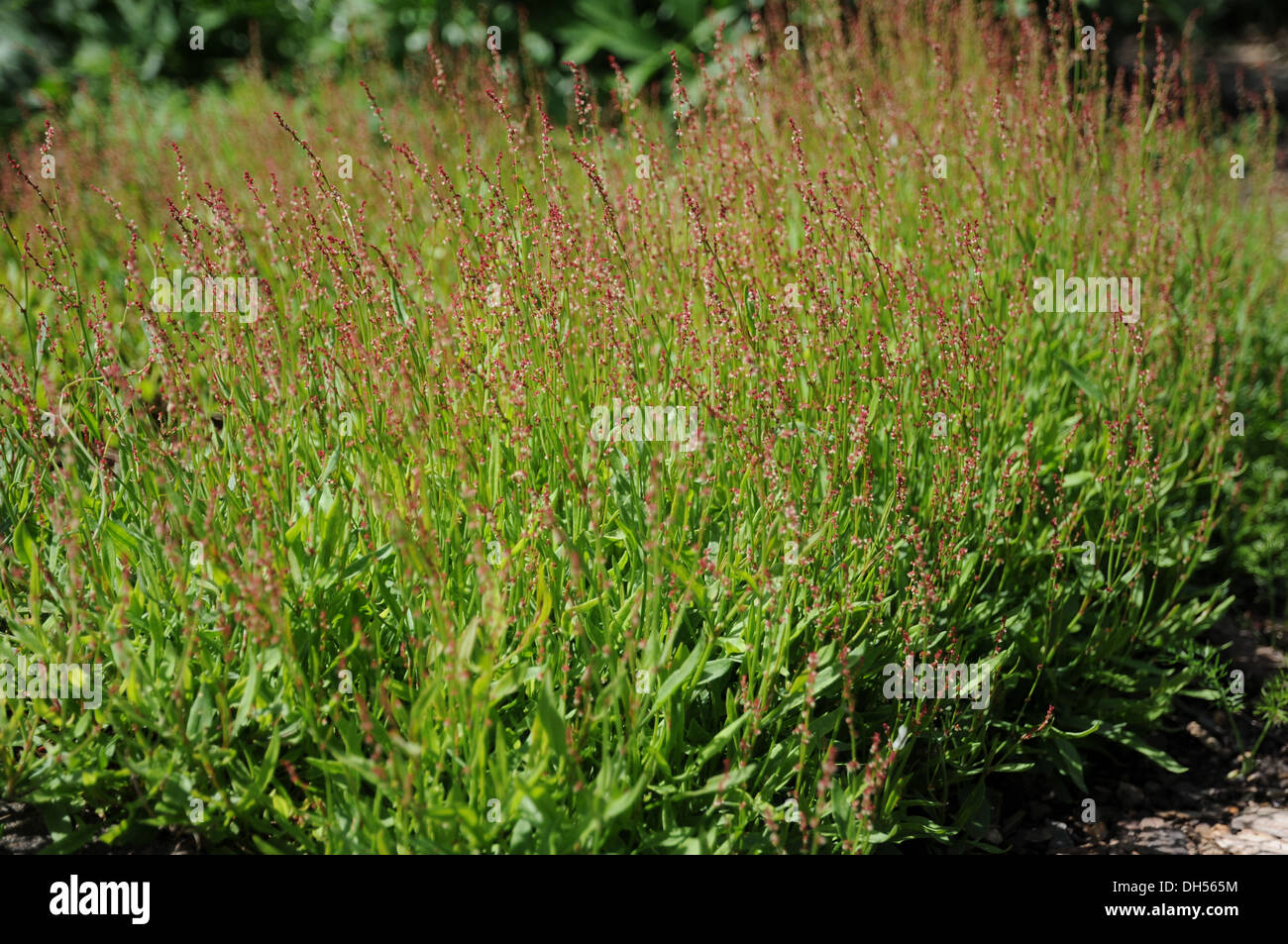 Red sorrel hi-res stock photography and images - Alamy