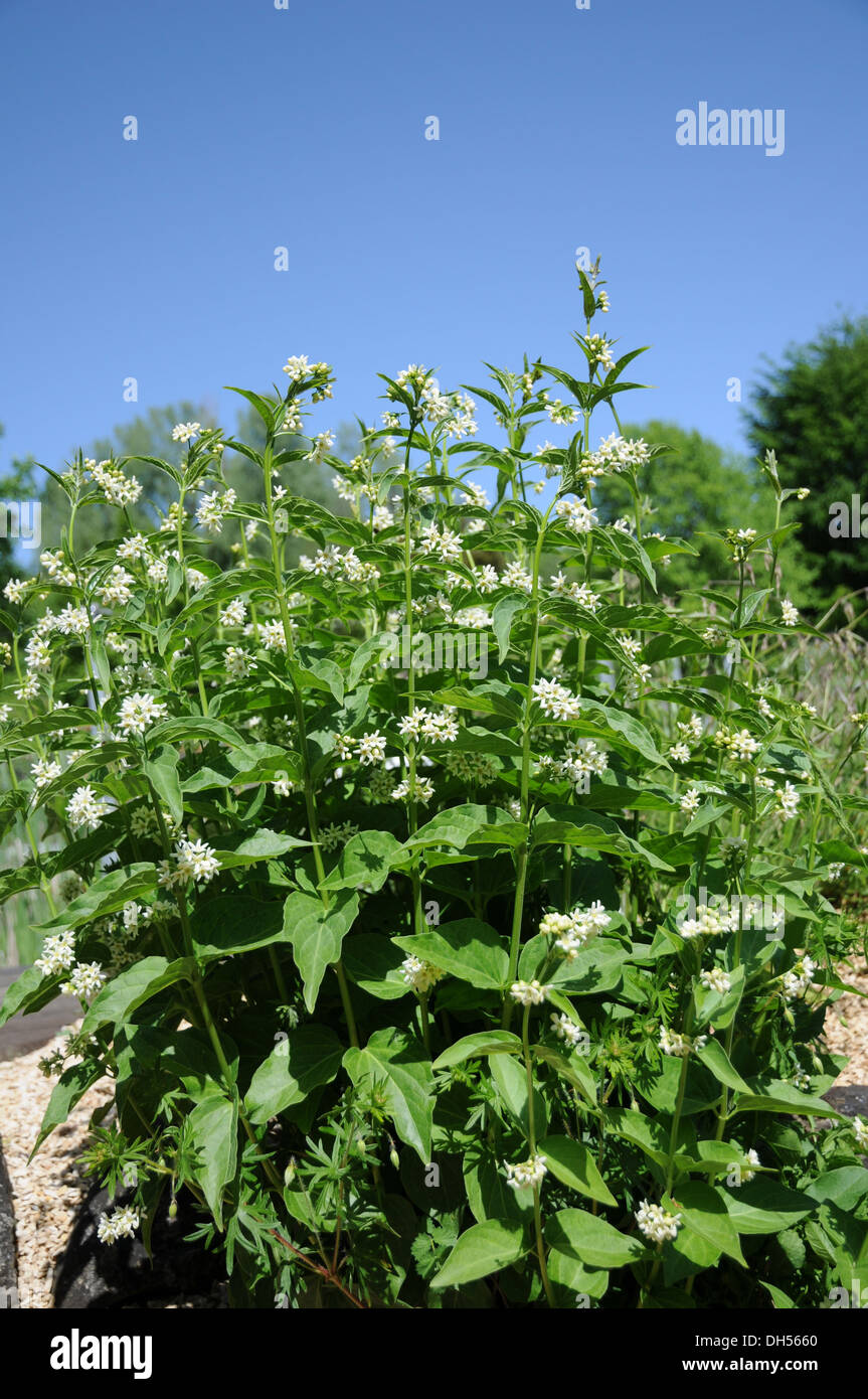 Cynanchum hi-res stock photography and images - Alamy