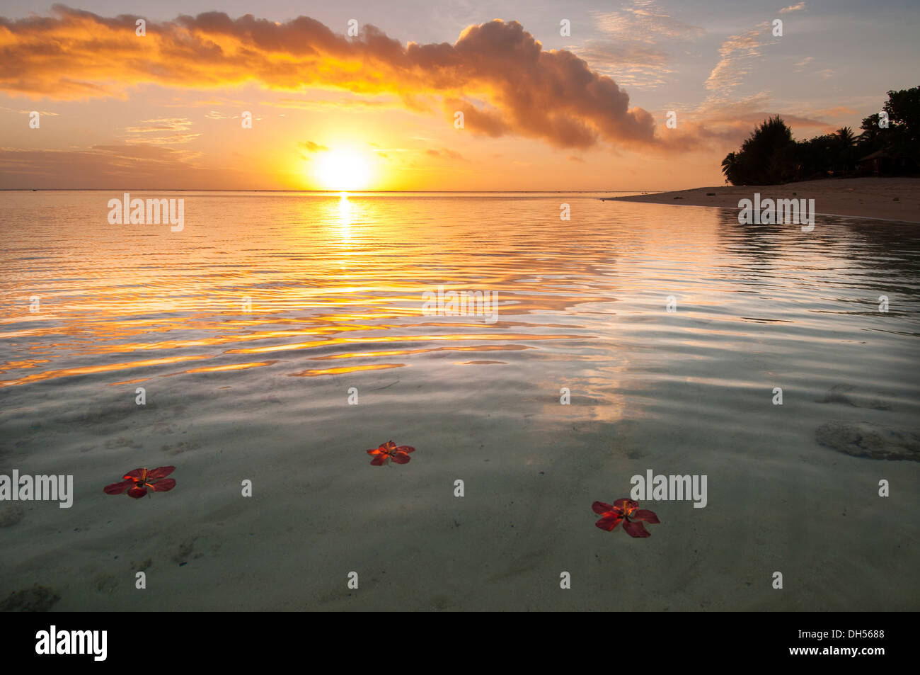 Pacific islands flowers hi-res stock photography and images - Alamy