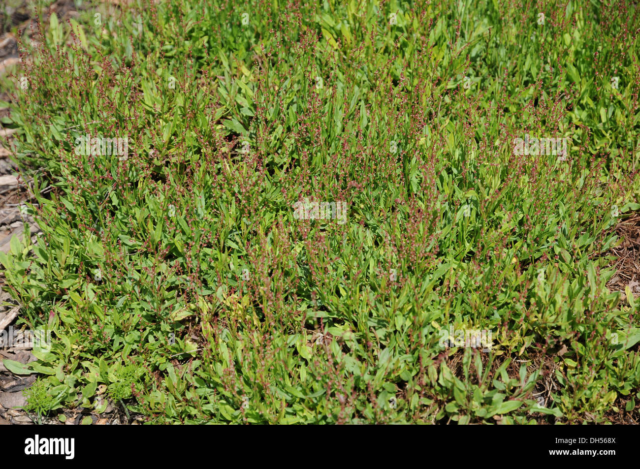 Red sorrel hi-res stock photography and images - Alamy