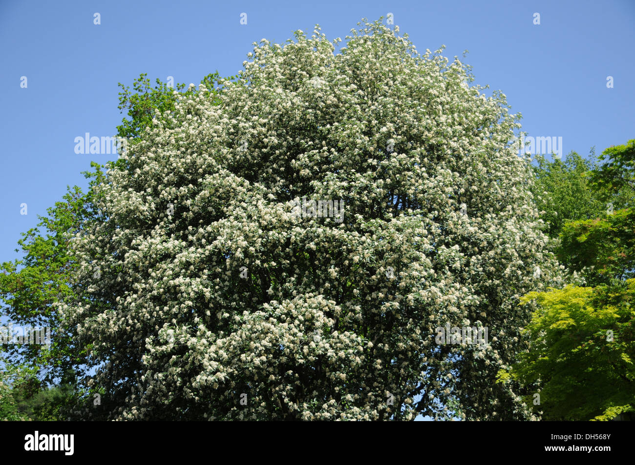 Swedish white beam tree hi-res stock photography and images - Alamy