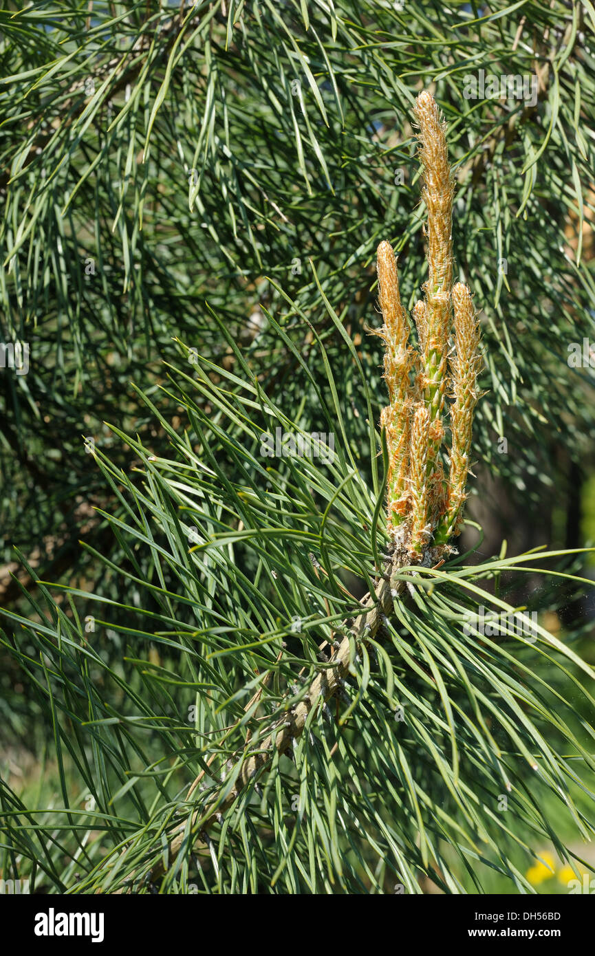 Sprig of pine Stock Photo - Alamy