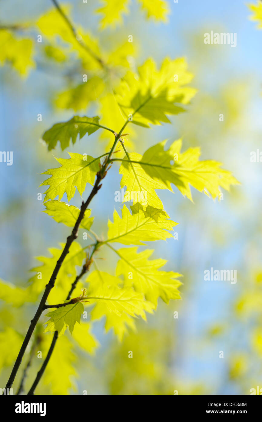 Oak branch in spring Stock Photo - Alamy