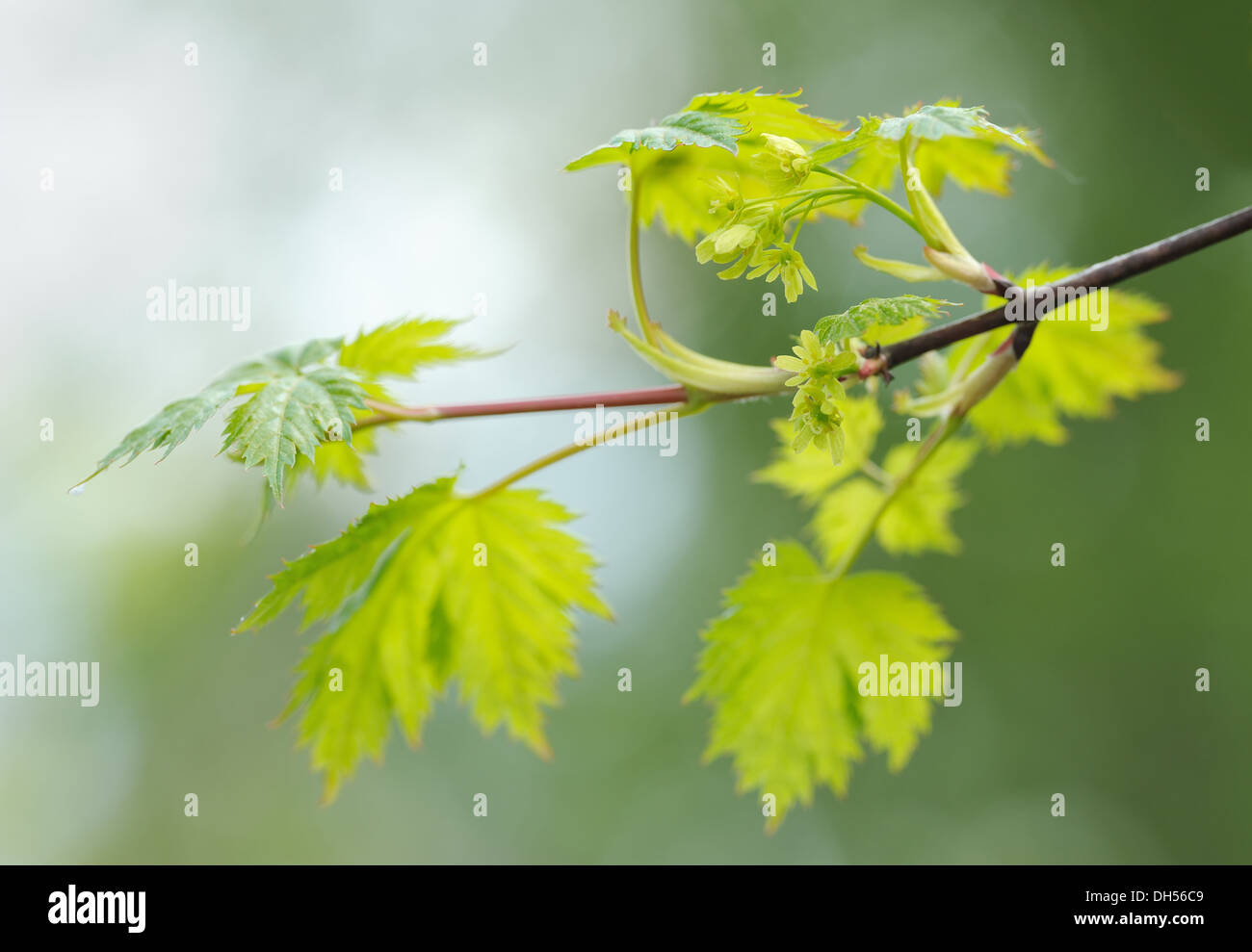 Flowering maple branch in spring Stock Photo - Alamy