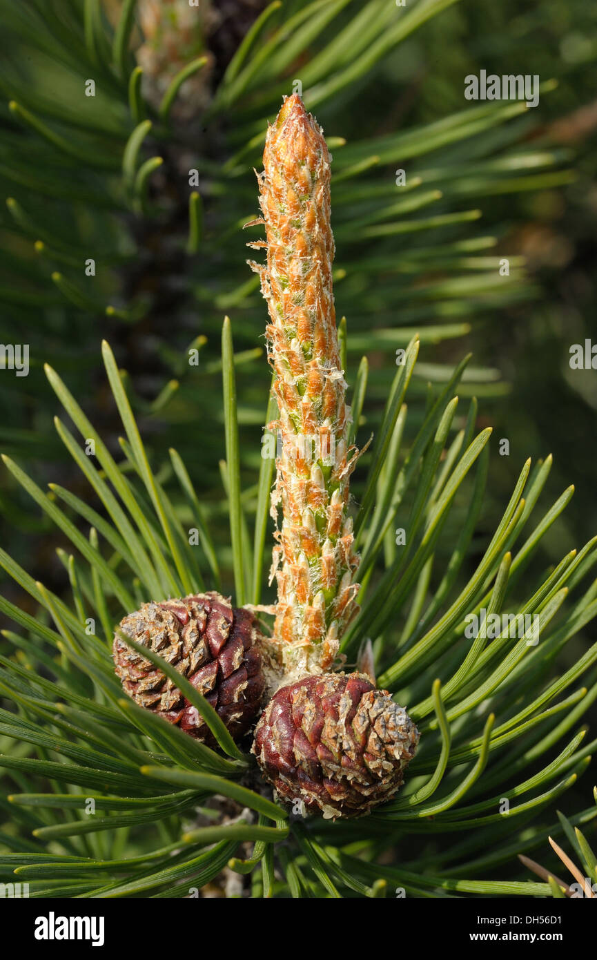 Sprig of pine hi-res stock photography and images - Alamy