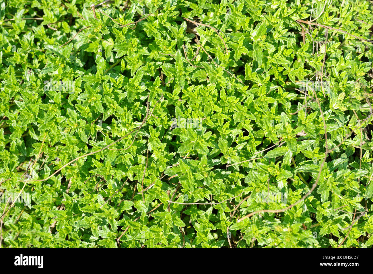 the-plant-texture-stock-photo-alamy