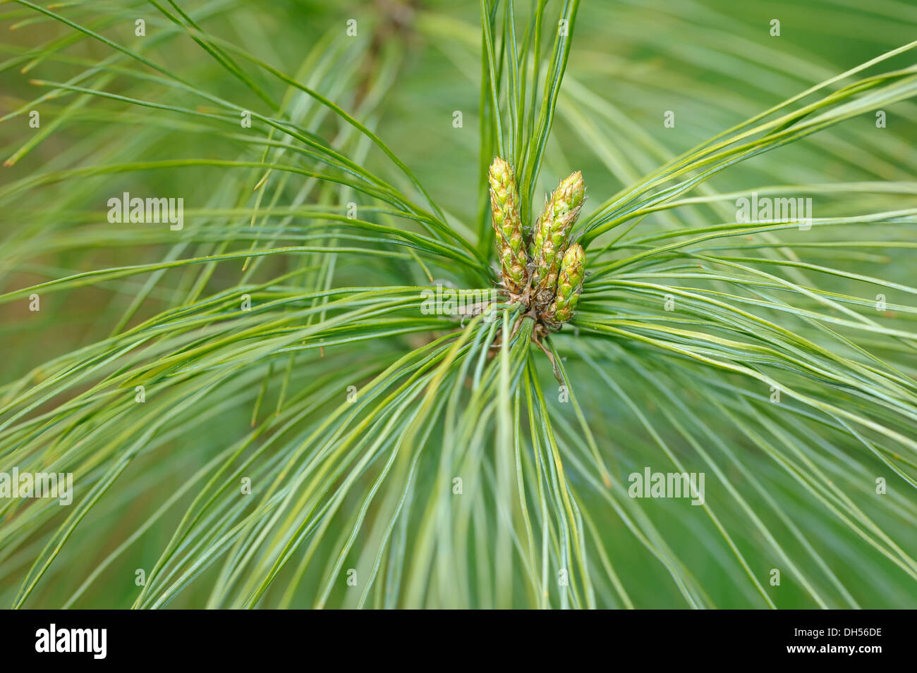 Sprig of pine hi-res stock photography and images - Alamy