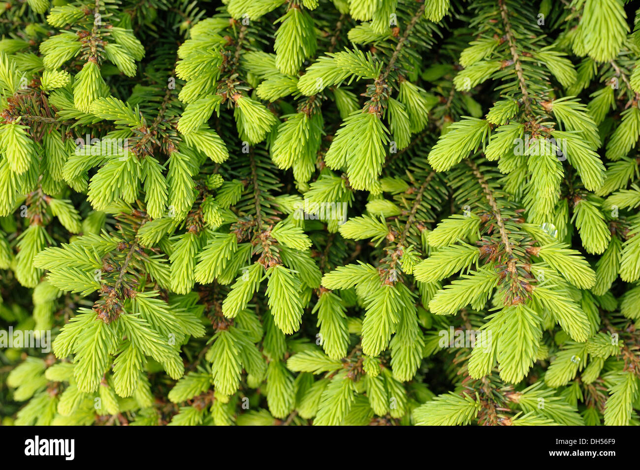 Plant texture hi-res stock photography and images - Alamy