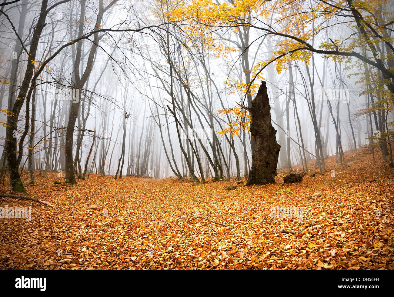 Beautiful red leaves in forest hi-res stock photography and images - Alamy