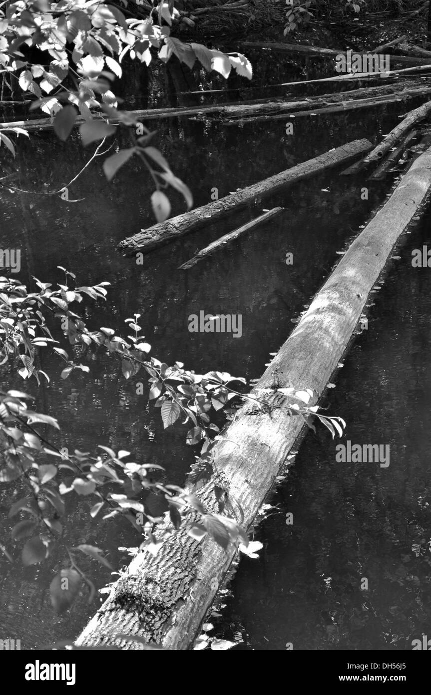 Dead tree in the water Stock Photo - Alamy