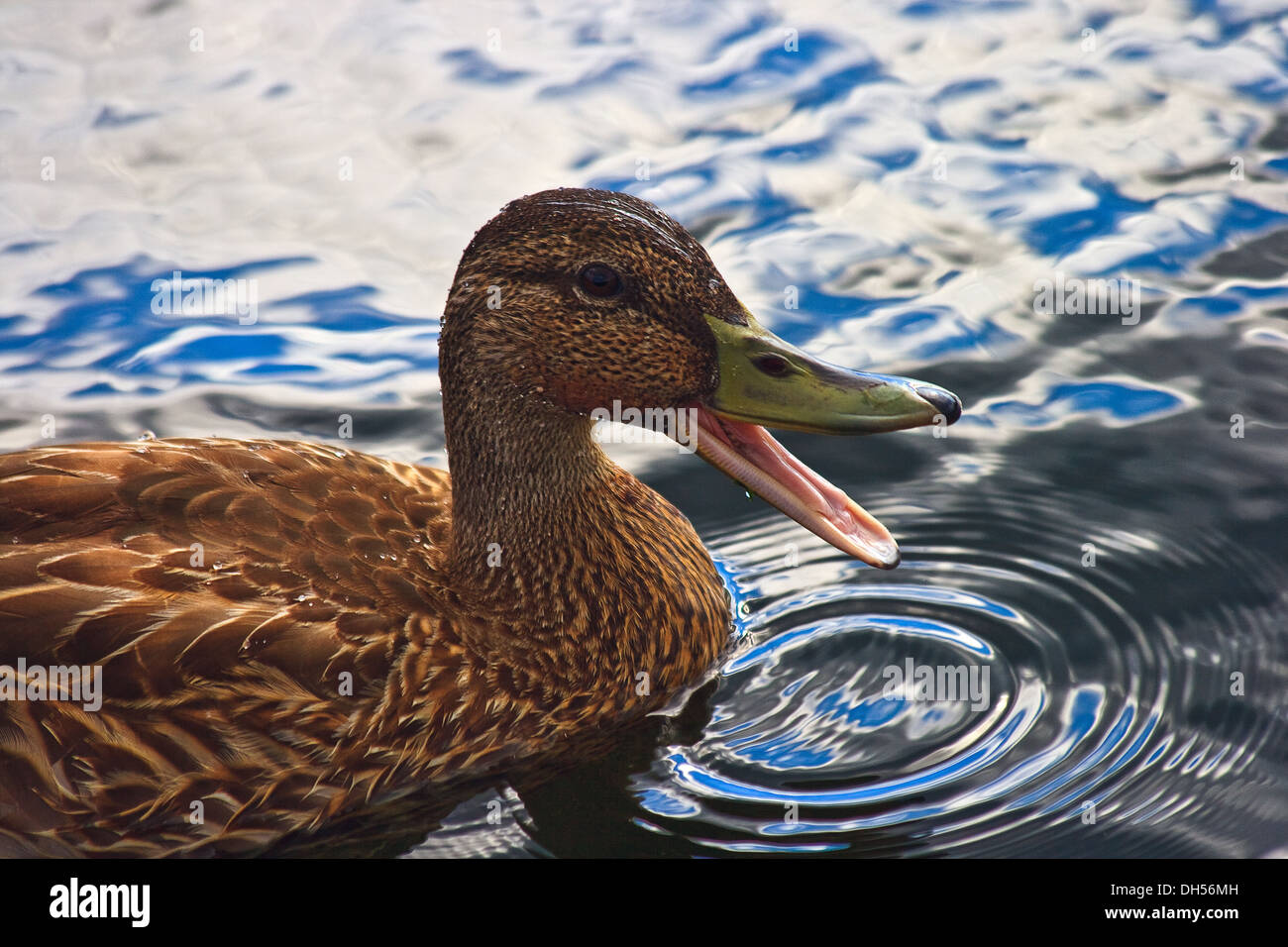 Quacking duck on the water Stock Photo - Alamy