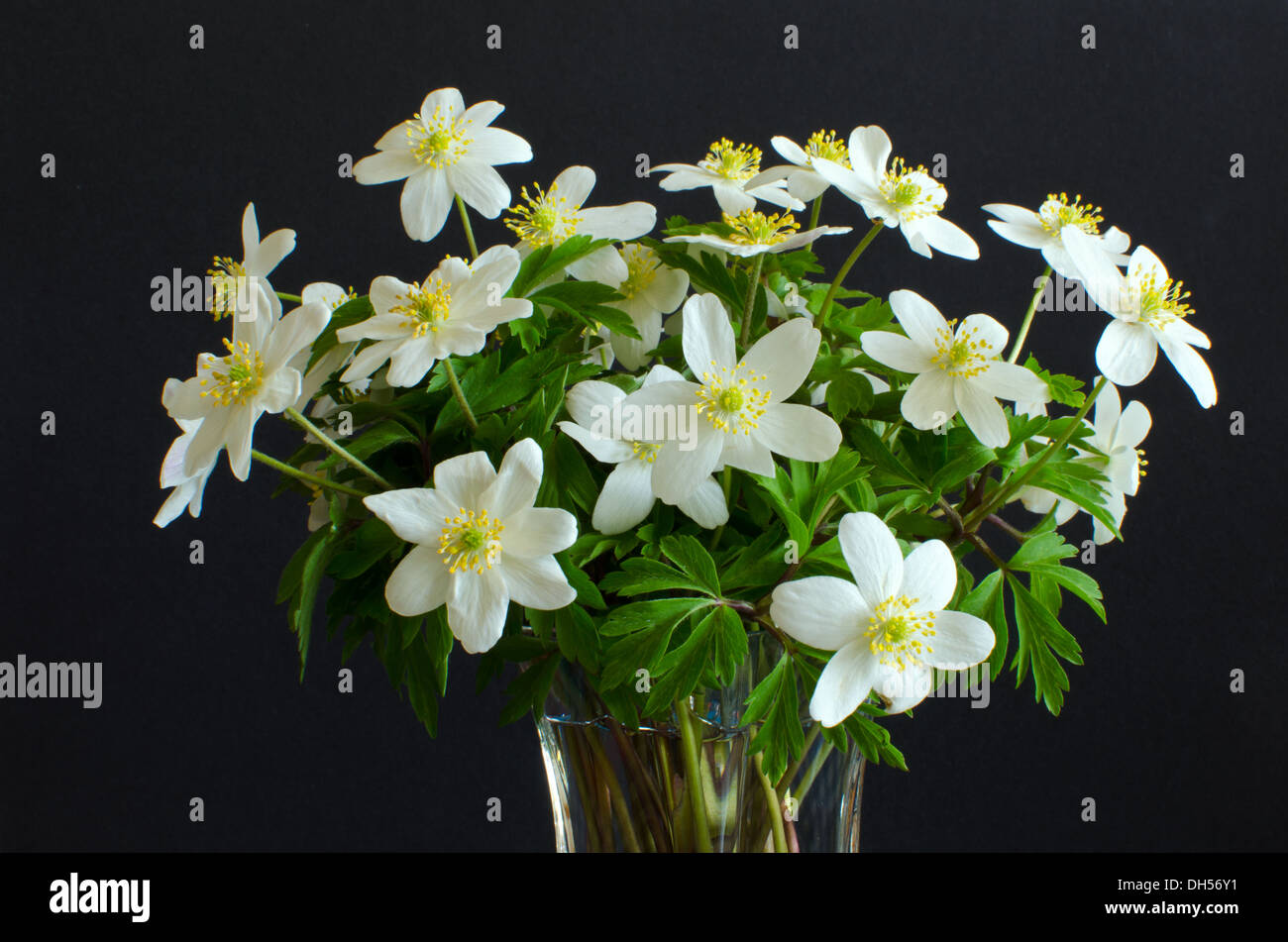 Vase with bouquet anemones hi-res stock photography and images - Alamy