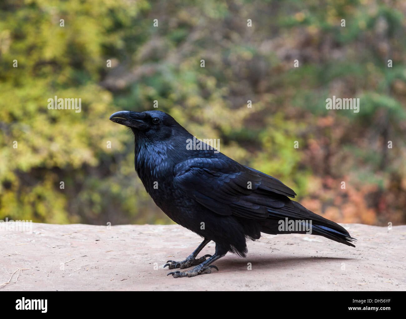 Raven in sedona hi-res stock photography and images - Alamy