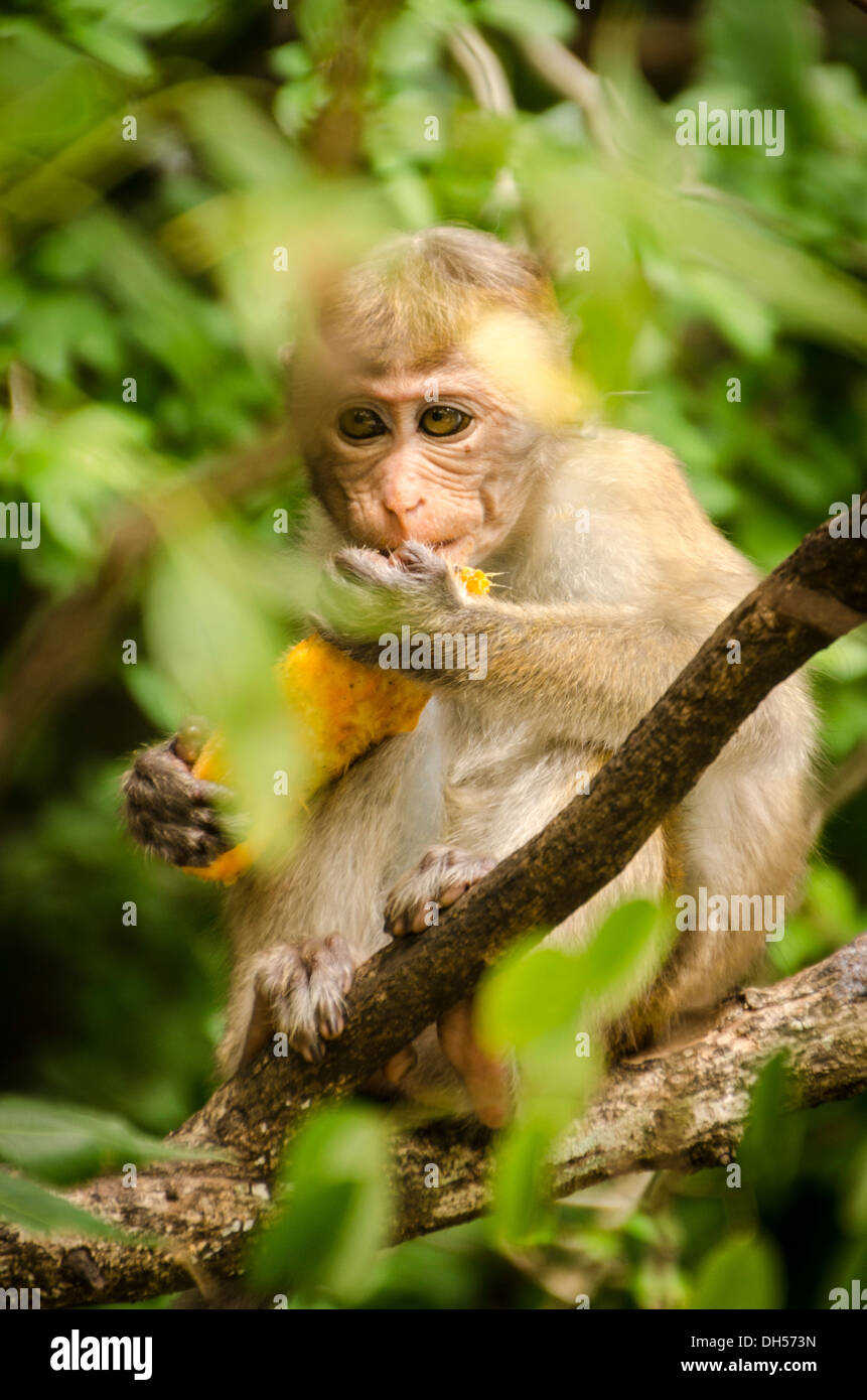 Toque macaque monkey in Dambulla, Sri Lanka Stock Photo - Alamy