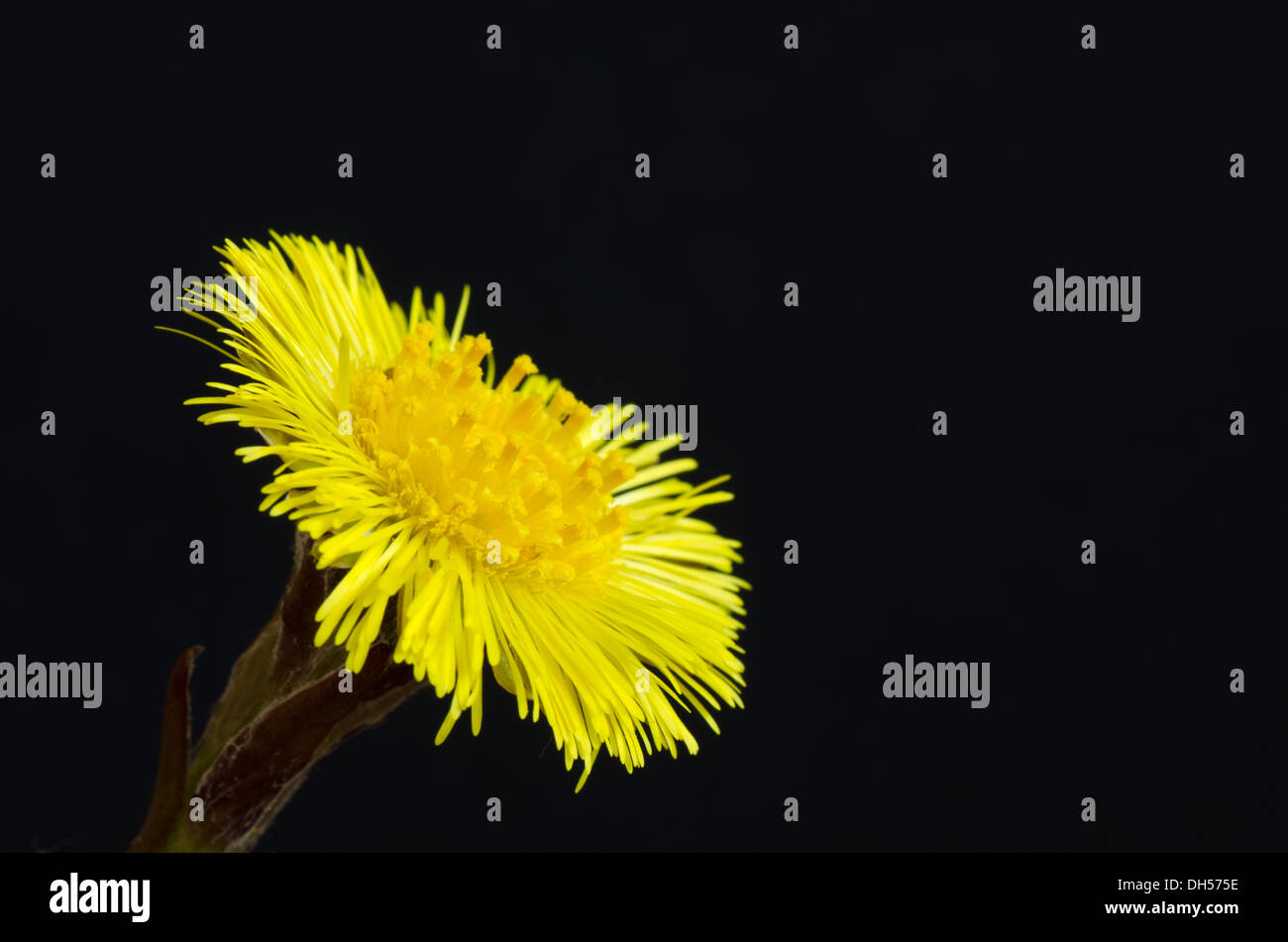 Tussilago Tea High Resolution Stock Photography and Images - Alamy