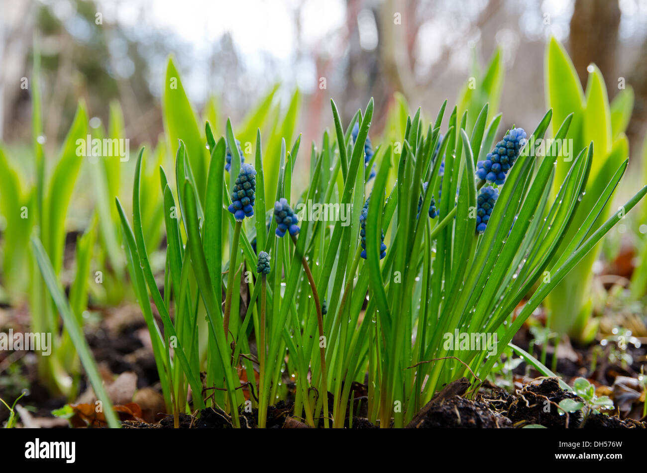 Springtime after rain Stock Photo - Alamy