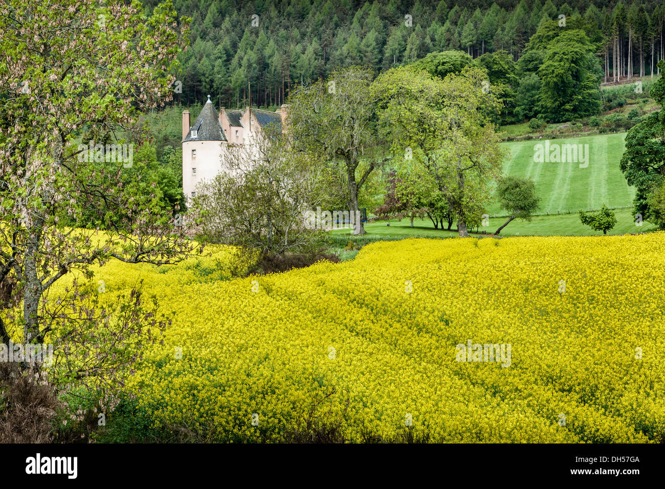 Pitfichie Castle & field of rape at Monymusk In Aberdeenshire,Scotland ...