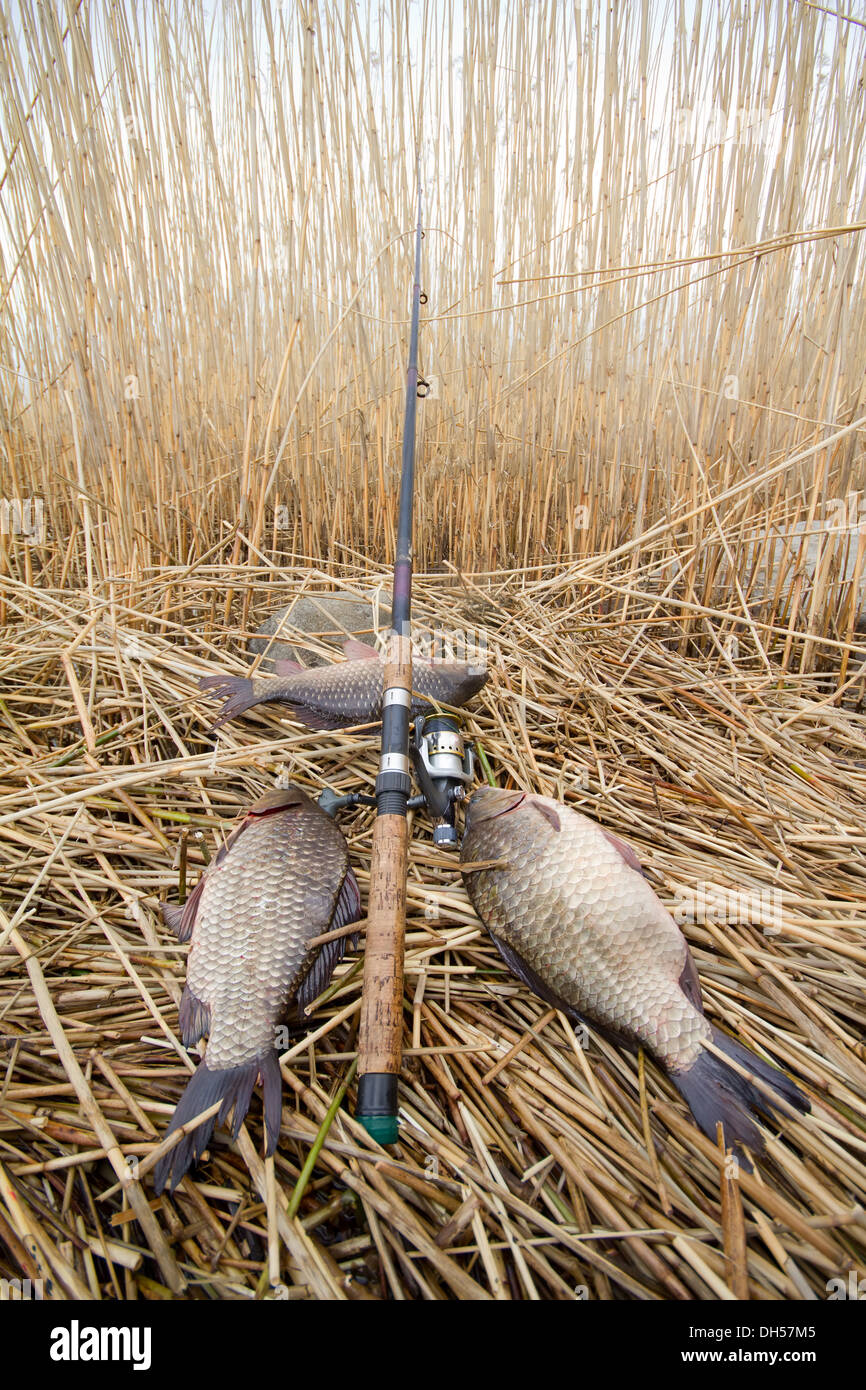 Crucian carp carassius carassius hi-res stock photography and images ...