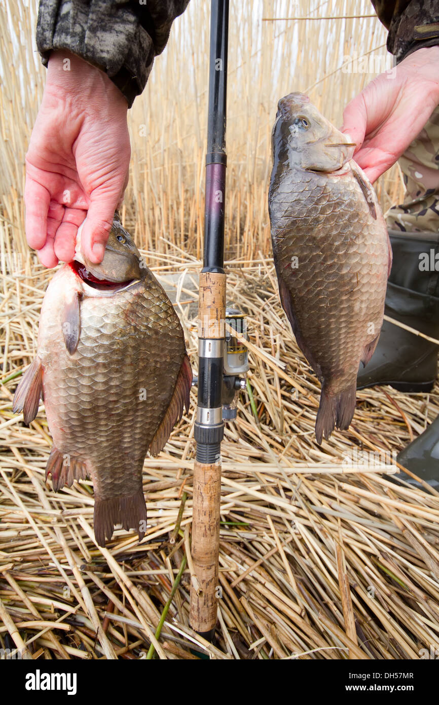 crucian carp (Carassius Stock Photo - Alamy